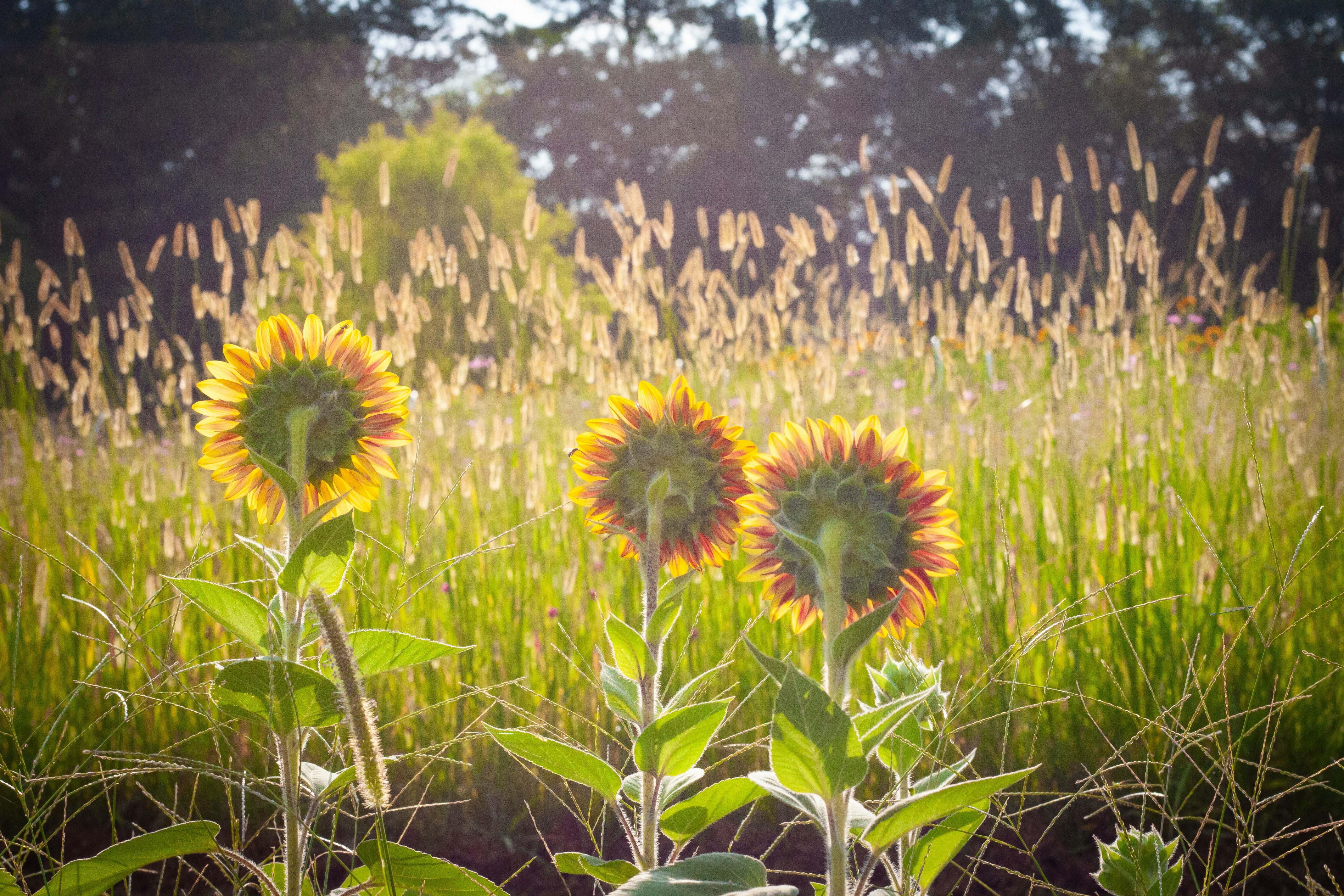 Three sunflowers basking in warm sunlight against a backdrop of tall grasses.