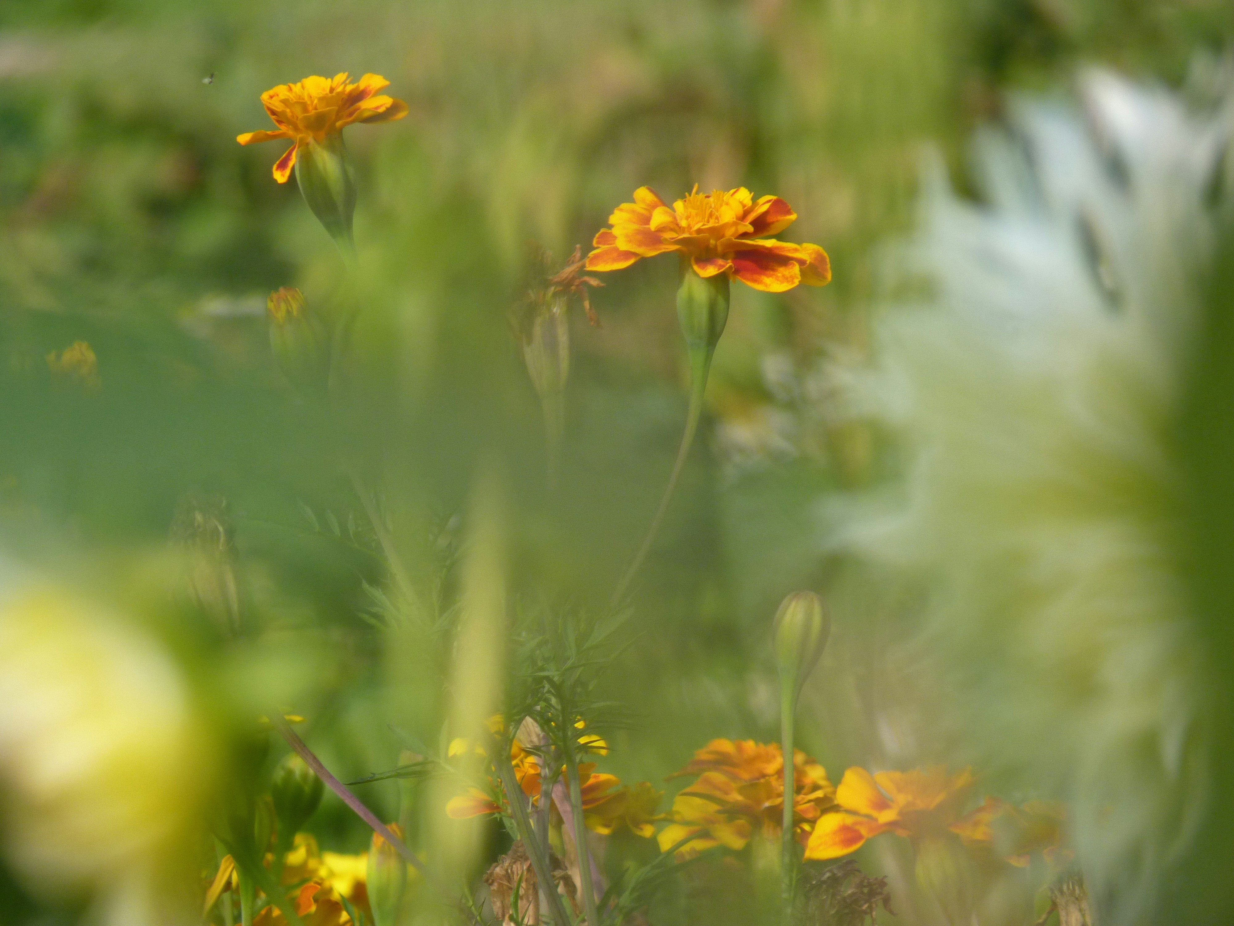 Une photo floue de fleurs jaunes dans un champ photo – Image gratuite ...