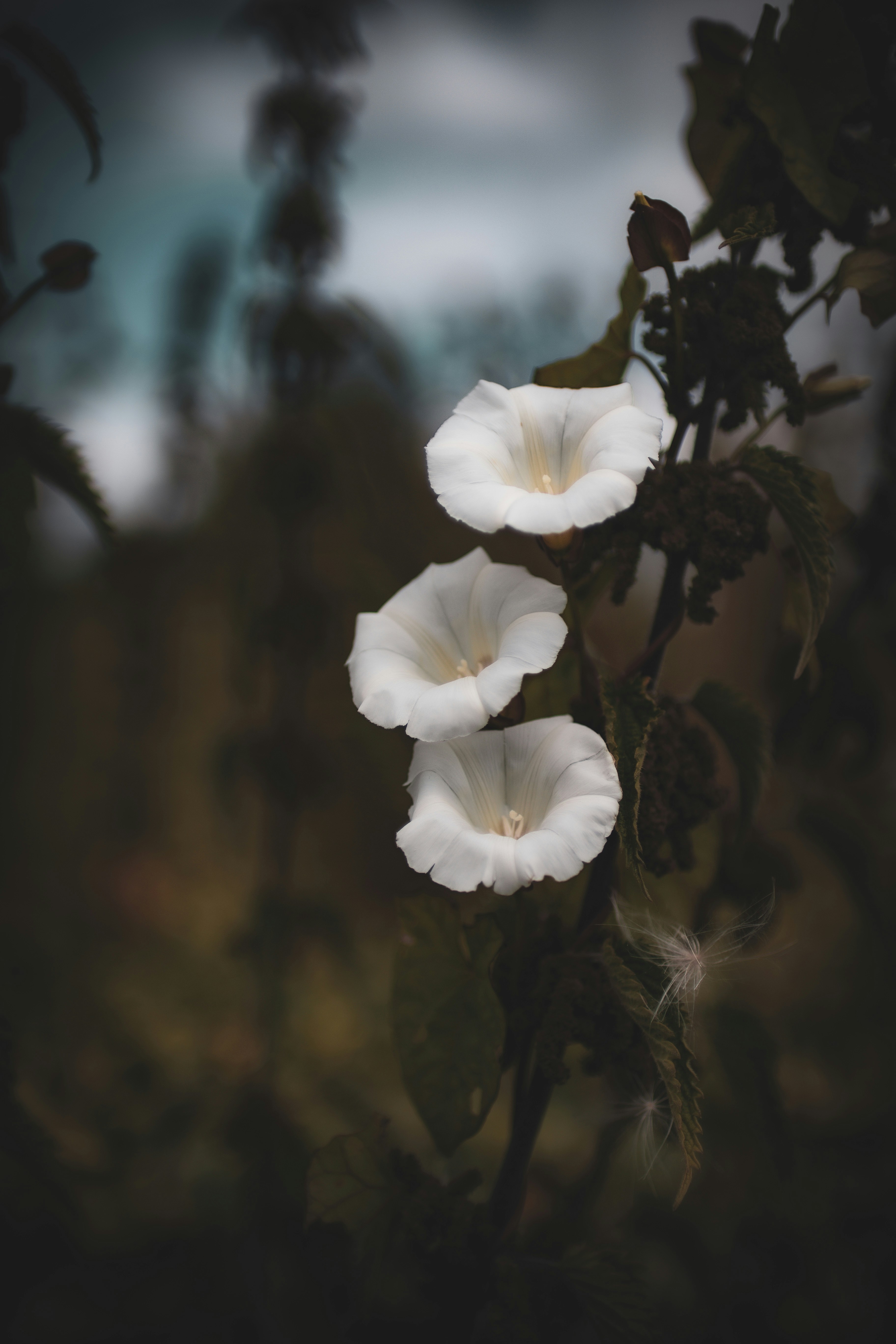 Ivory Trumpets at Dusk: A Quiet Bloom Study