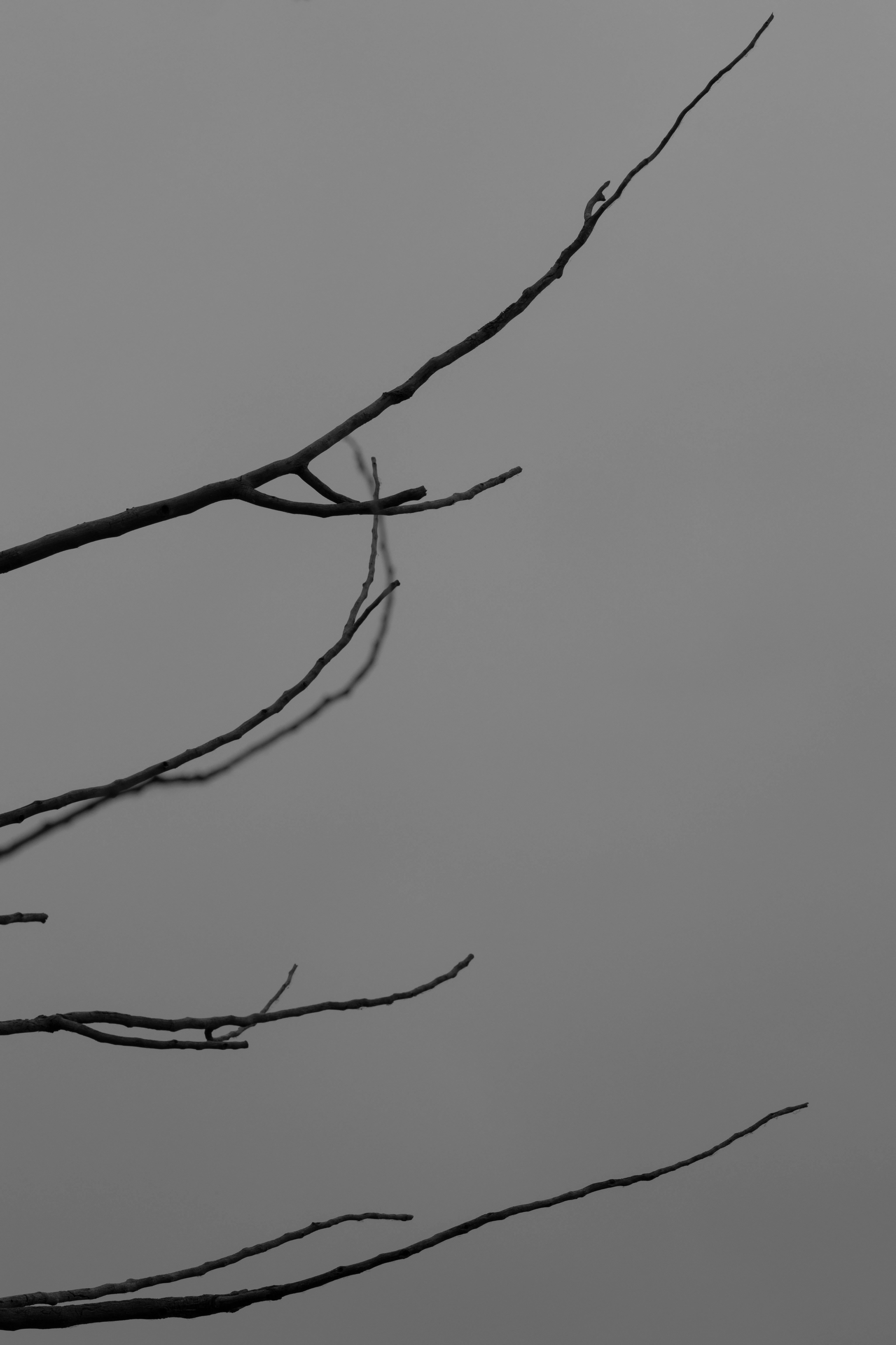 Whispers of Nature: The Elegance of Bare BranchesBrandon Stoll