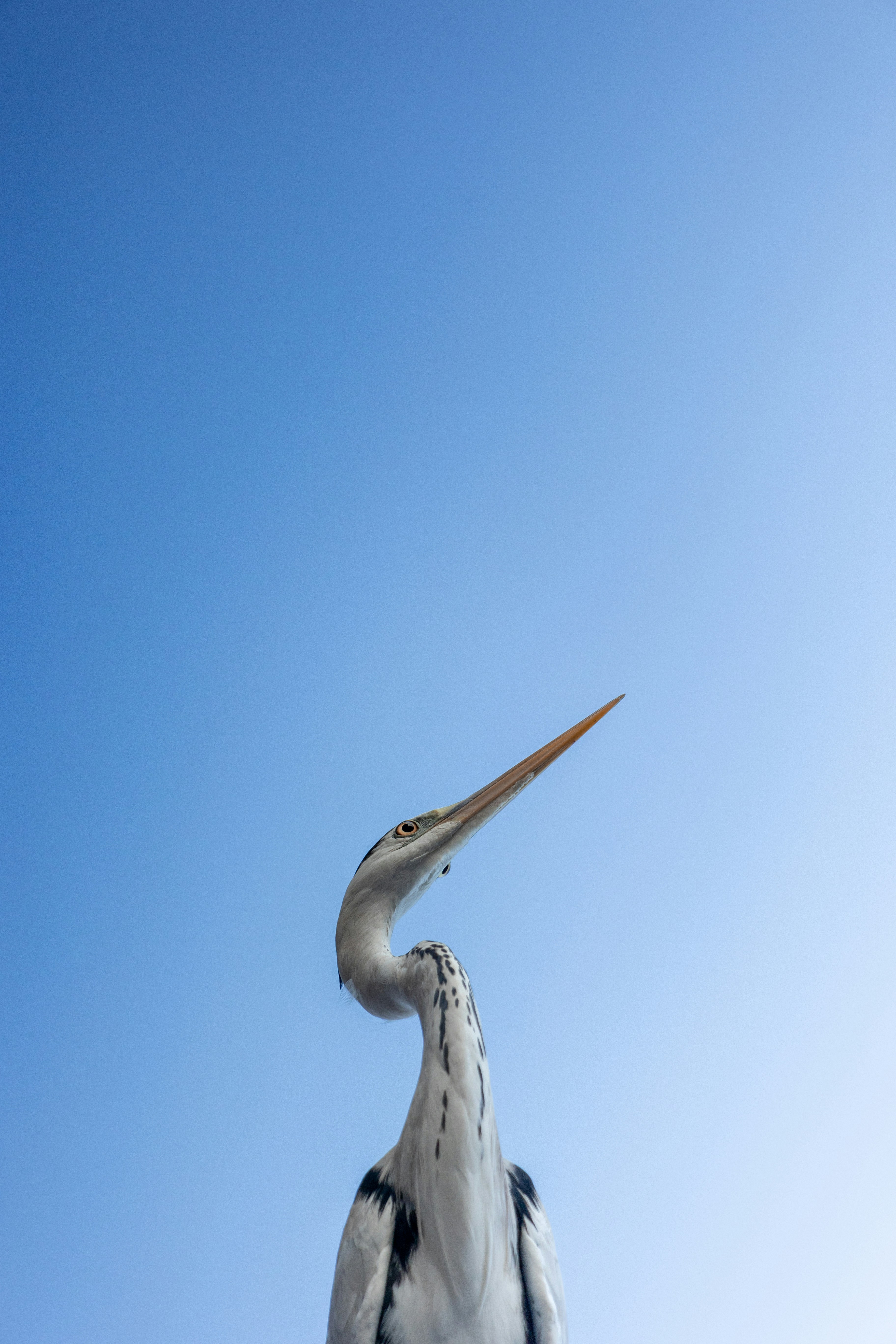 Arching Heron Against a Gradient Blue Sky