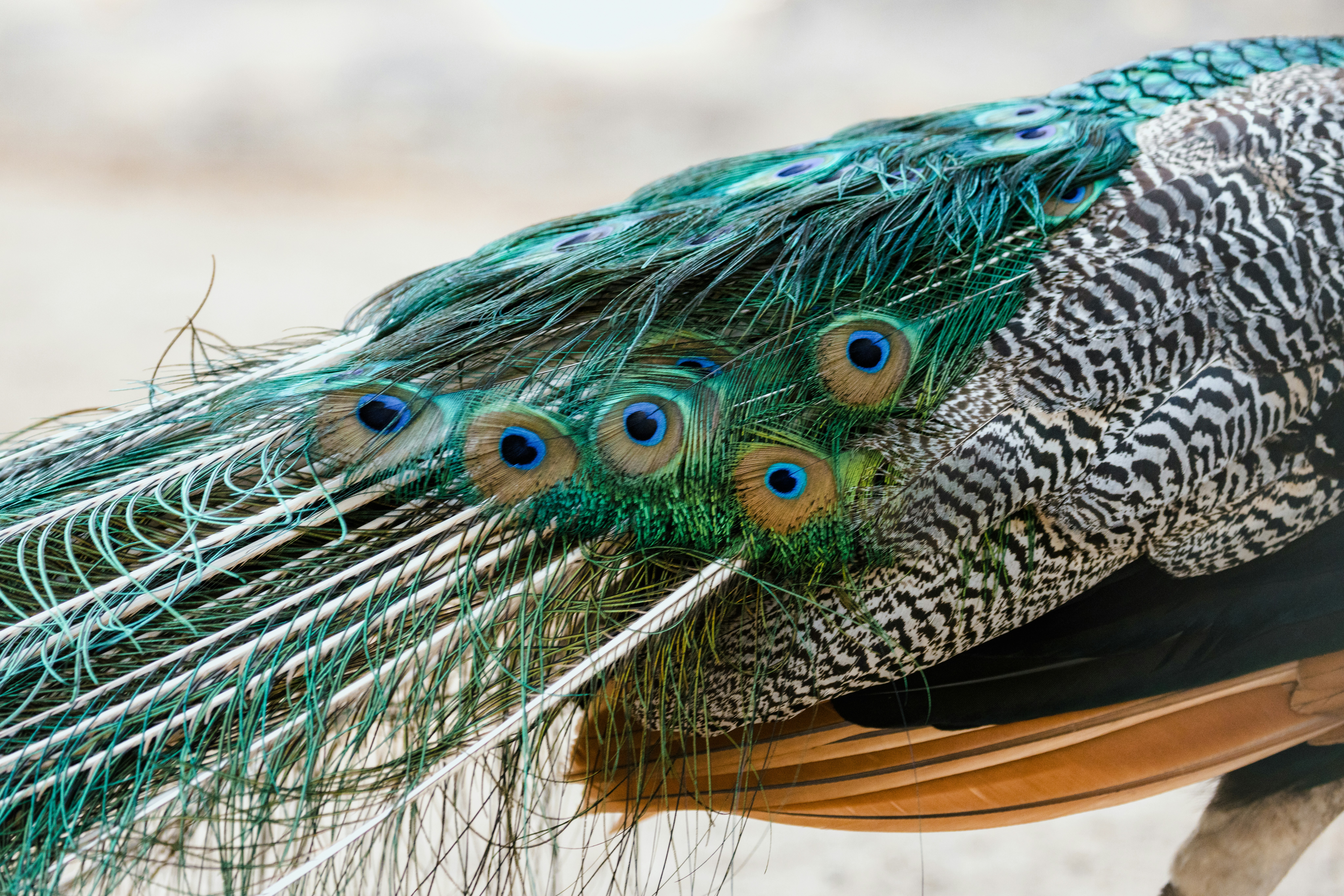 Iridescent Peacock Eye-Spot Close-Up: Threads of Color and Texture