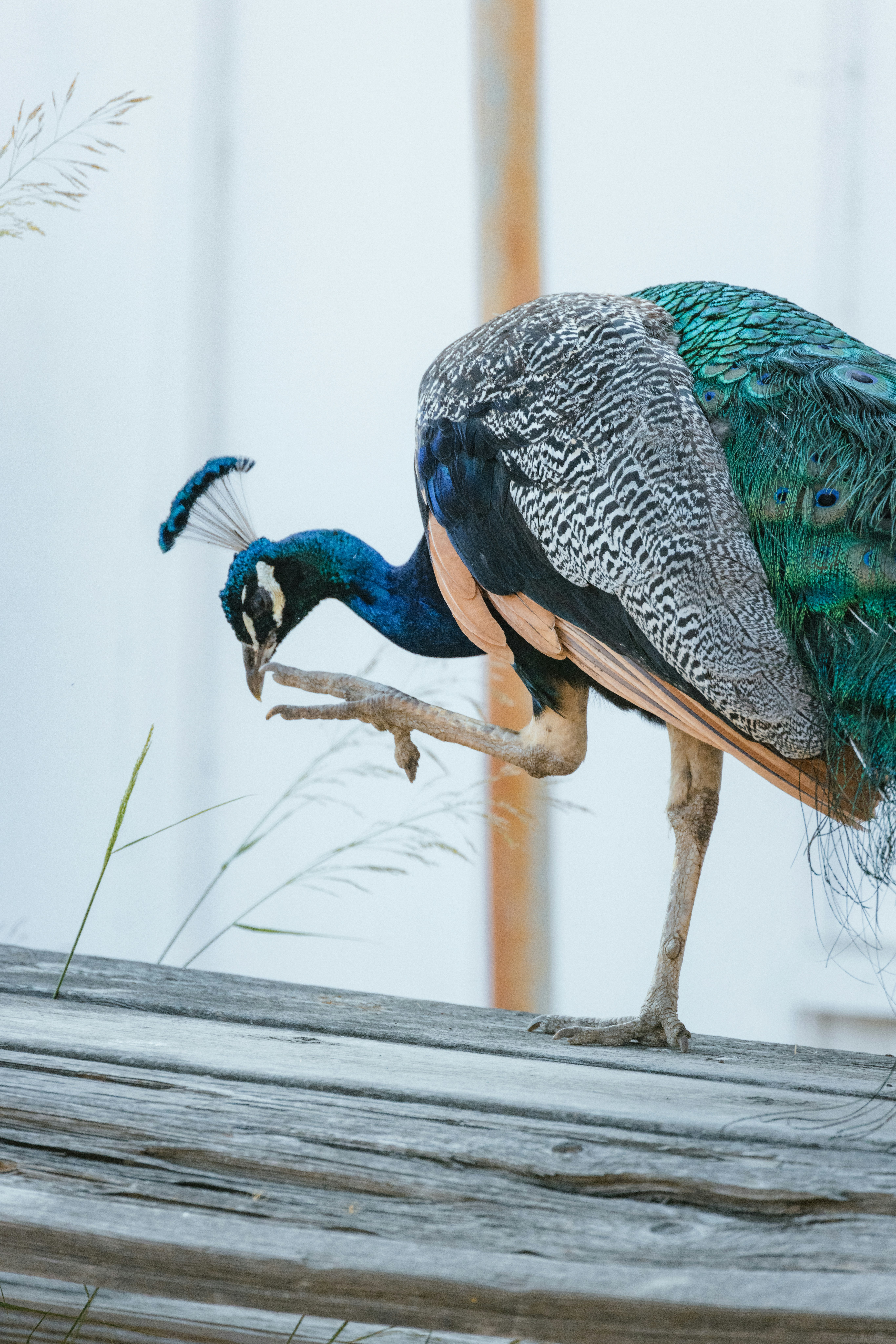 Emerald on the Rail: A Peacock Preening Amid Weathered Wood