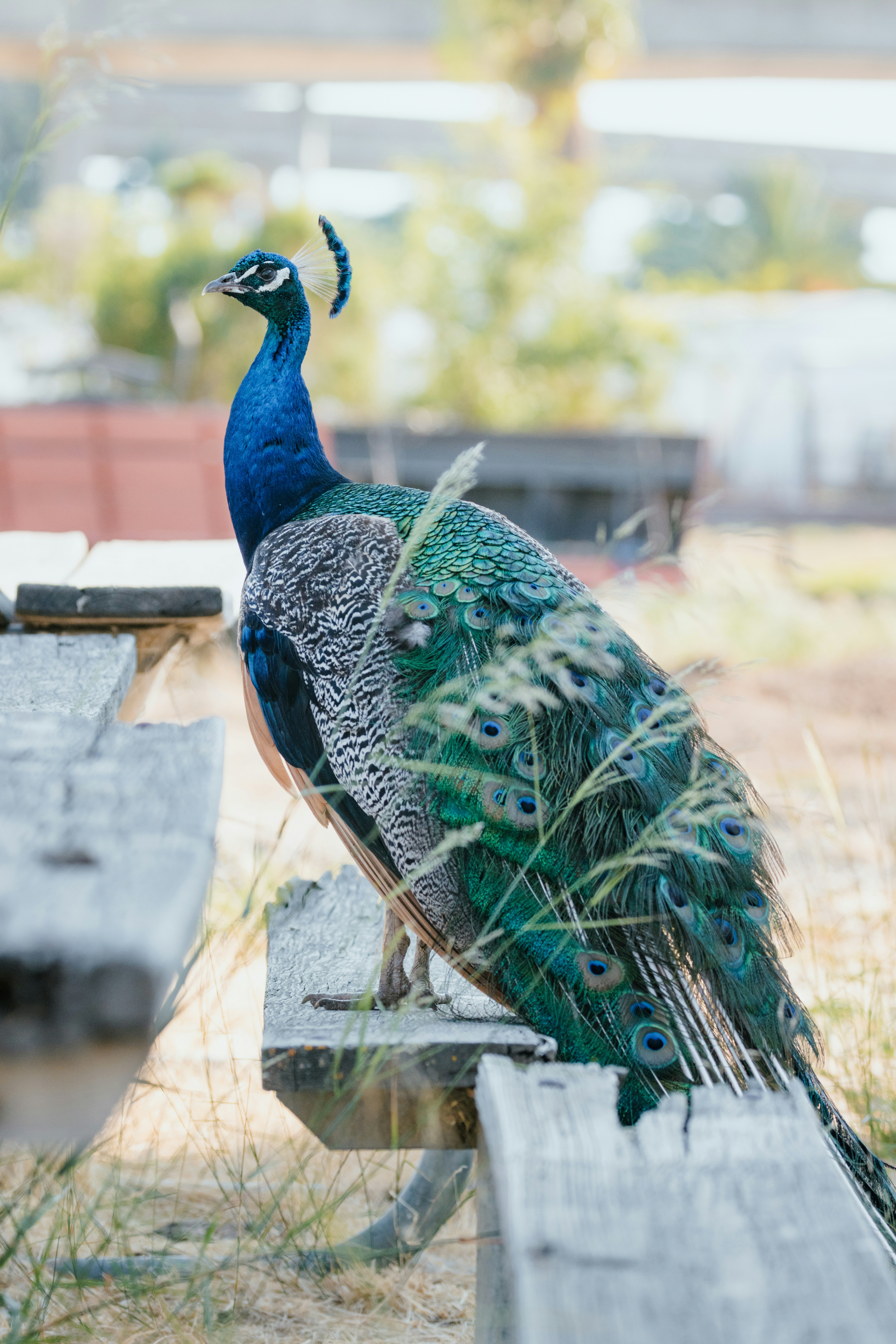 Azure Crest on a Weathered Rail: A Peacock Paused in Morning Light