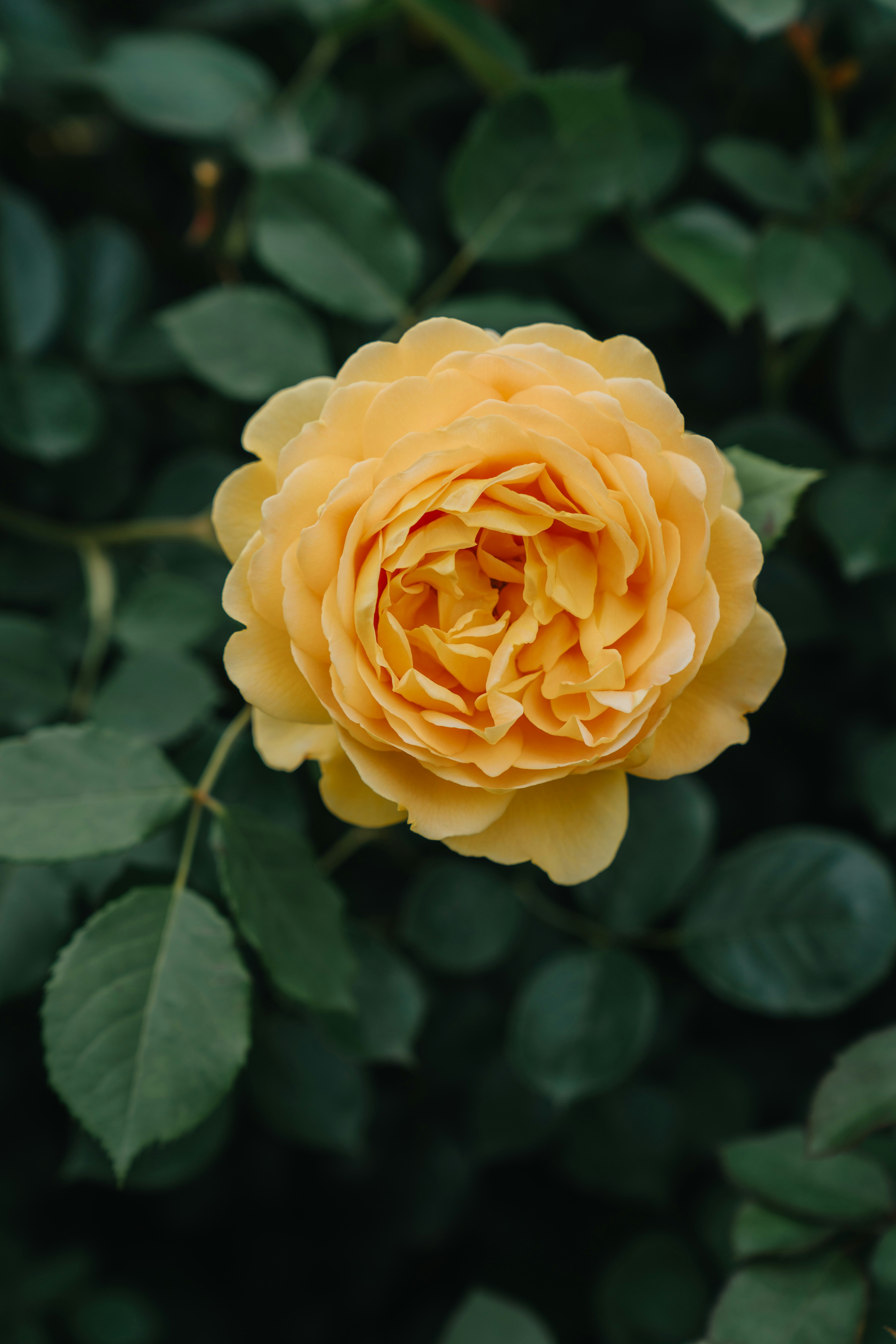 A yellow rose with green leaves in the background photo – Free Rose ...