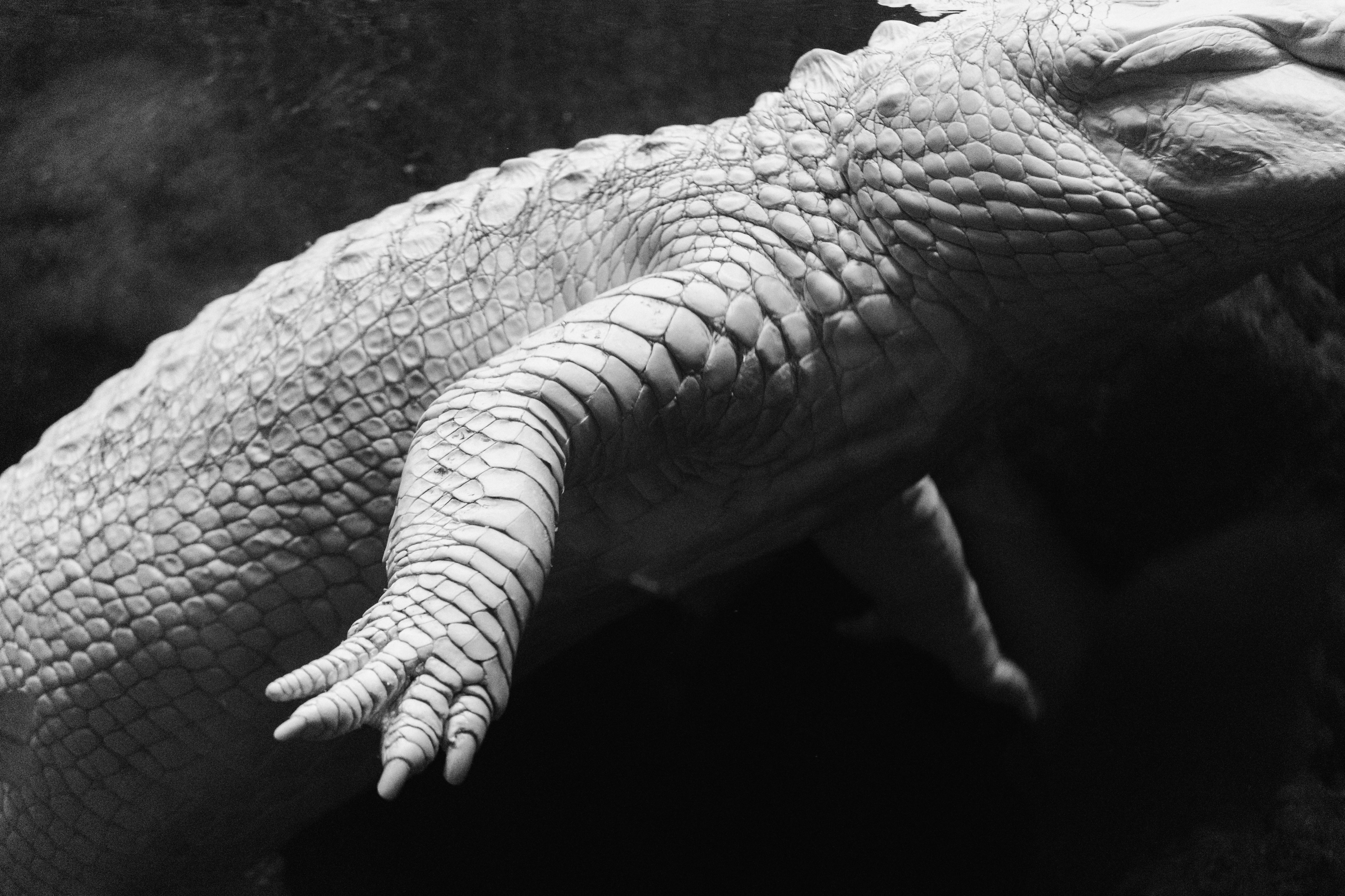Elongated Snout and Textured Hide: A Macro of Crocodilian Grace