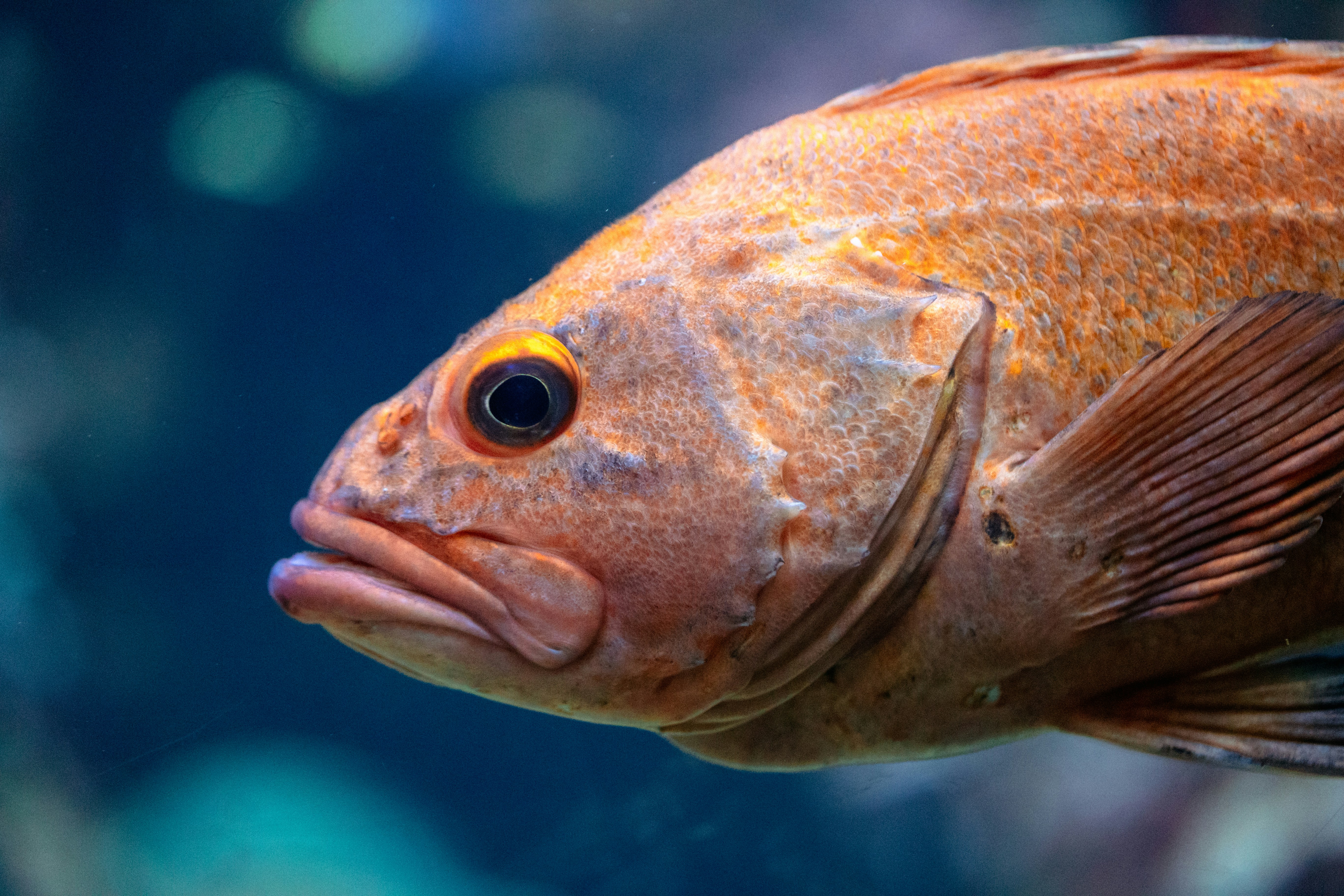 A close up of a fish in an aquarium photo – Free Animal Image on Unsplash