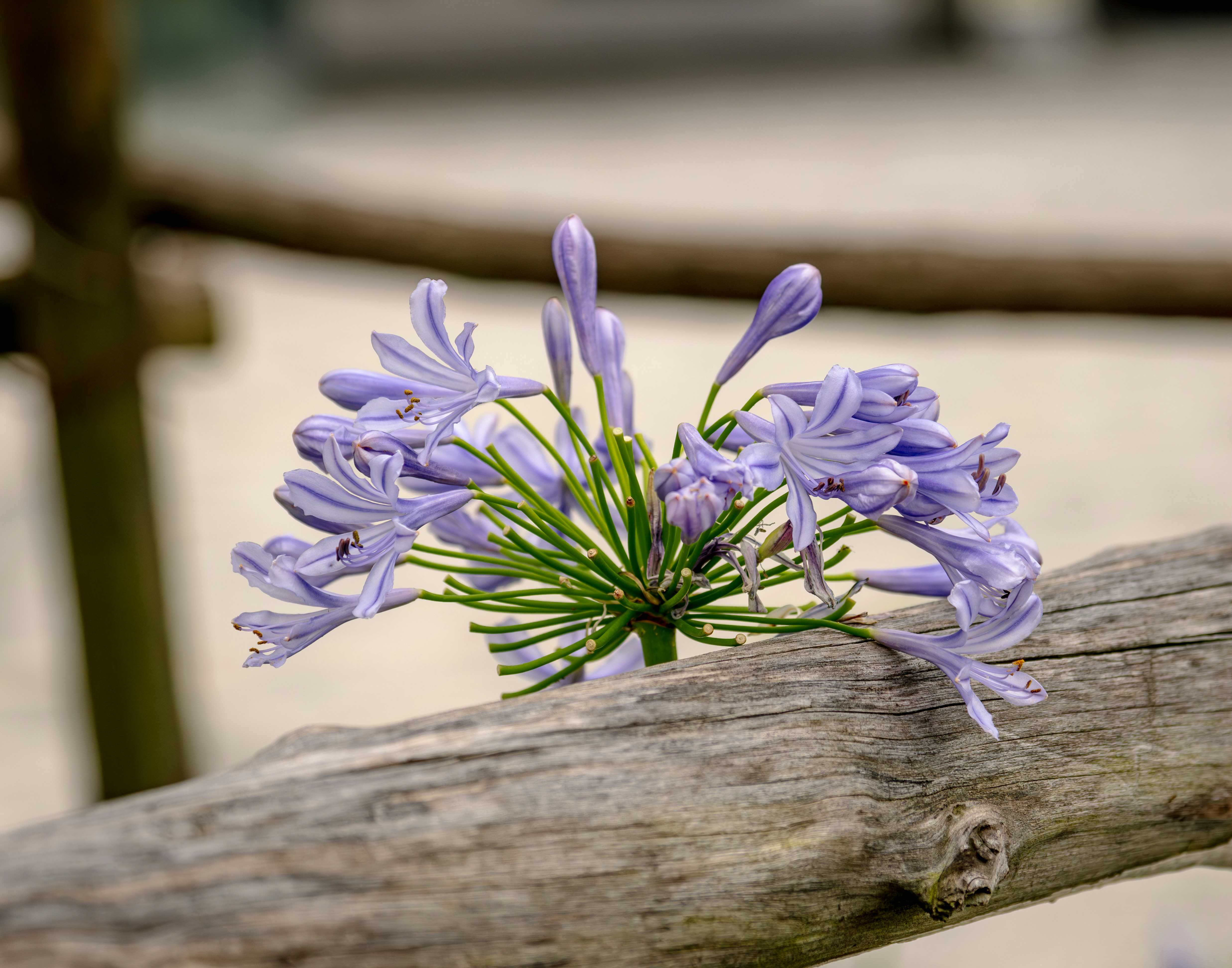 Lavender Bloom Anchored to Weathered Wood in Soft Afternoon Light