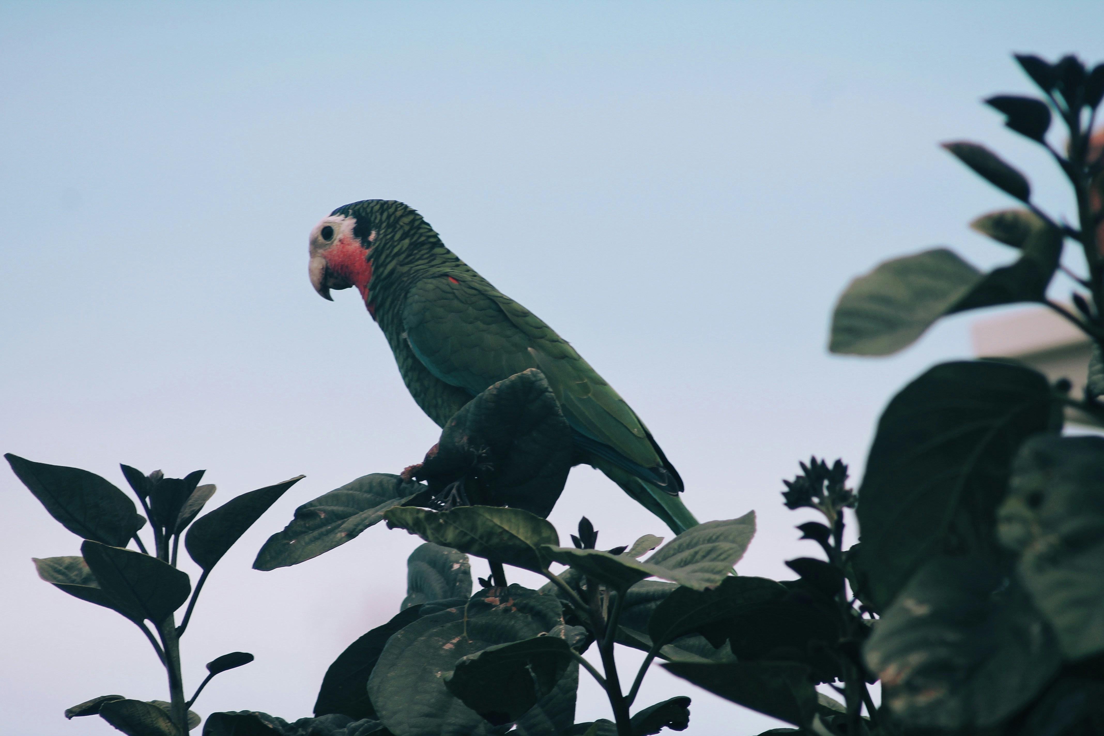 Emerald Macaw Perched on a Leafy Perch Against a Gradient Sky