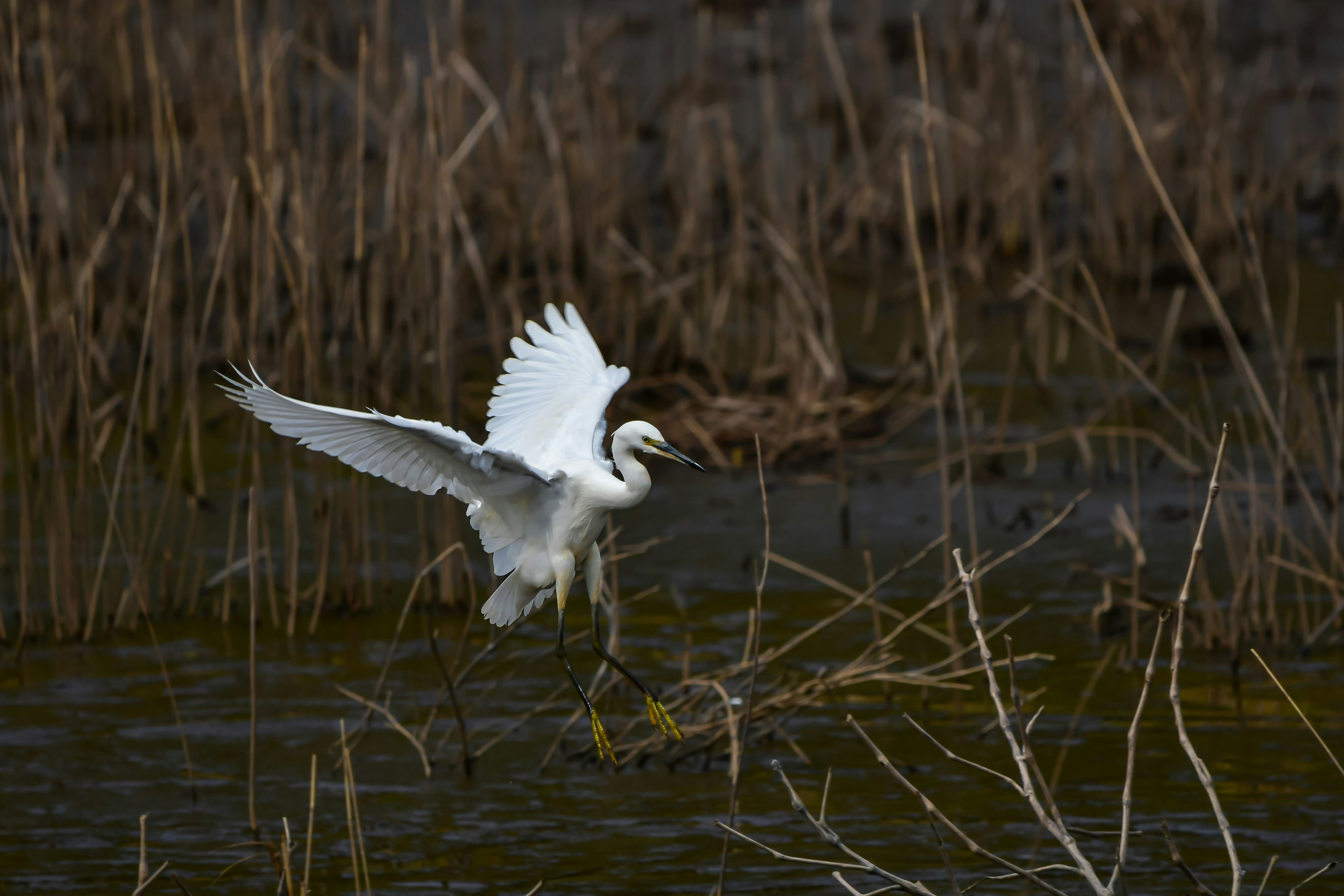 A white bird flying over a body of water photo – Free Grey Image on ...