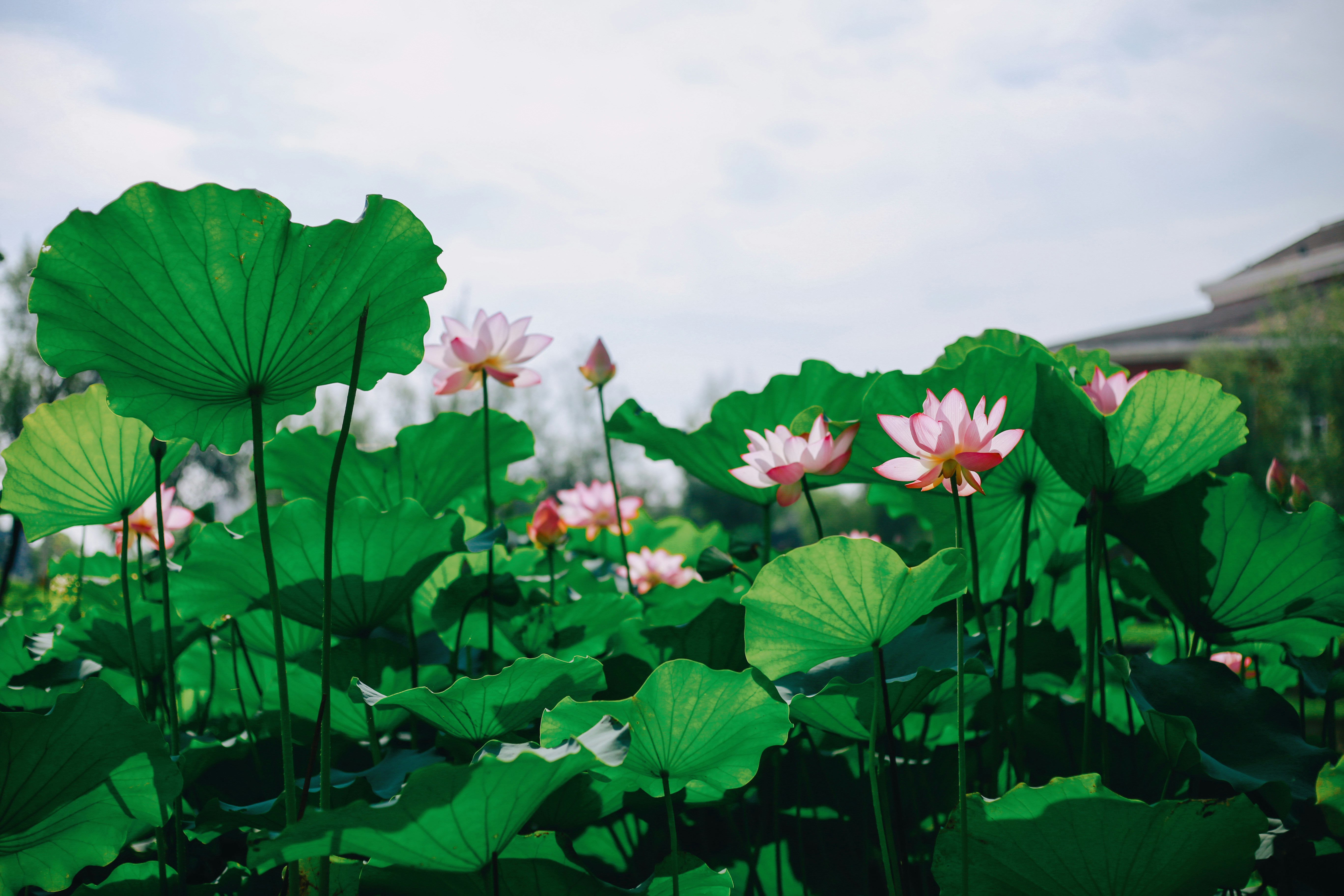Quiet Ocean of Lotus: Pink Blooms Among Emerald Pads