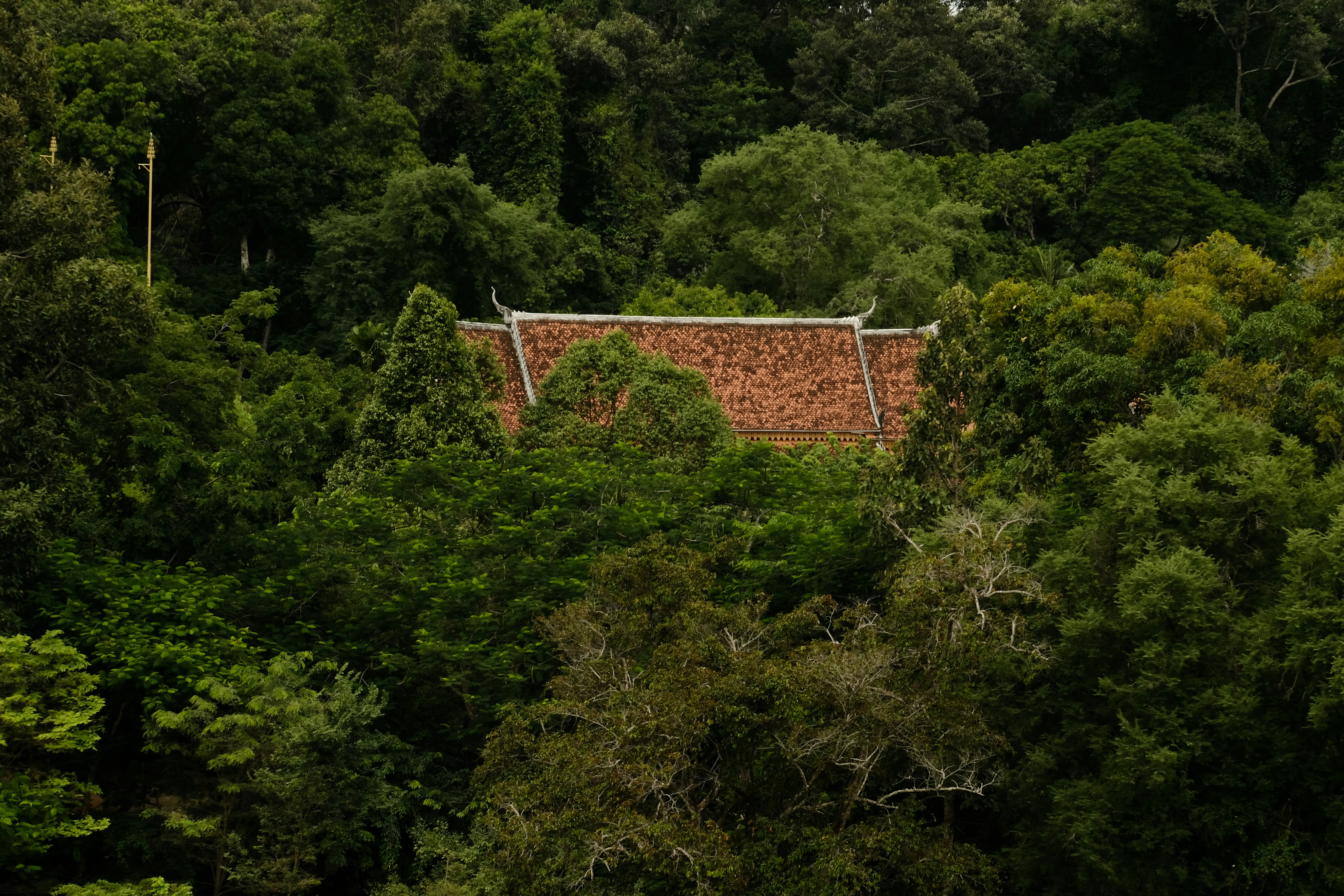 Hidden Ridge House: Red Tile Roof Peeking Through the Greencanopy