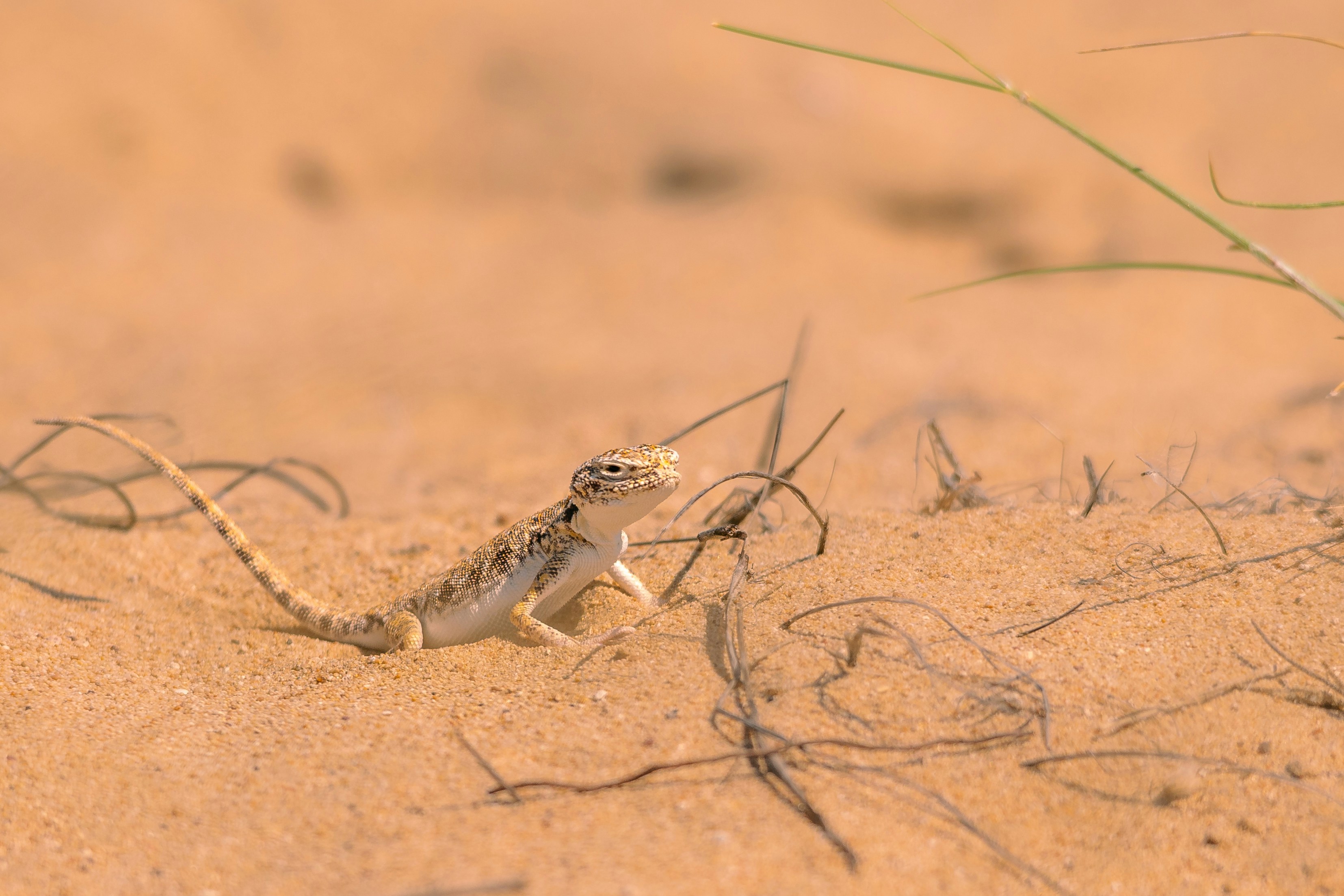 A lizard that is standing in the sand photo – Free Day light Image on ...