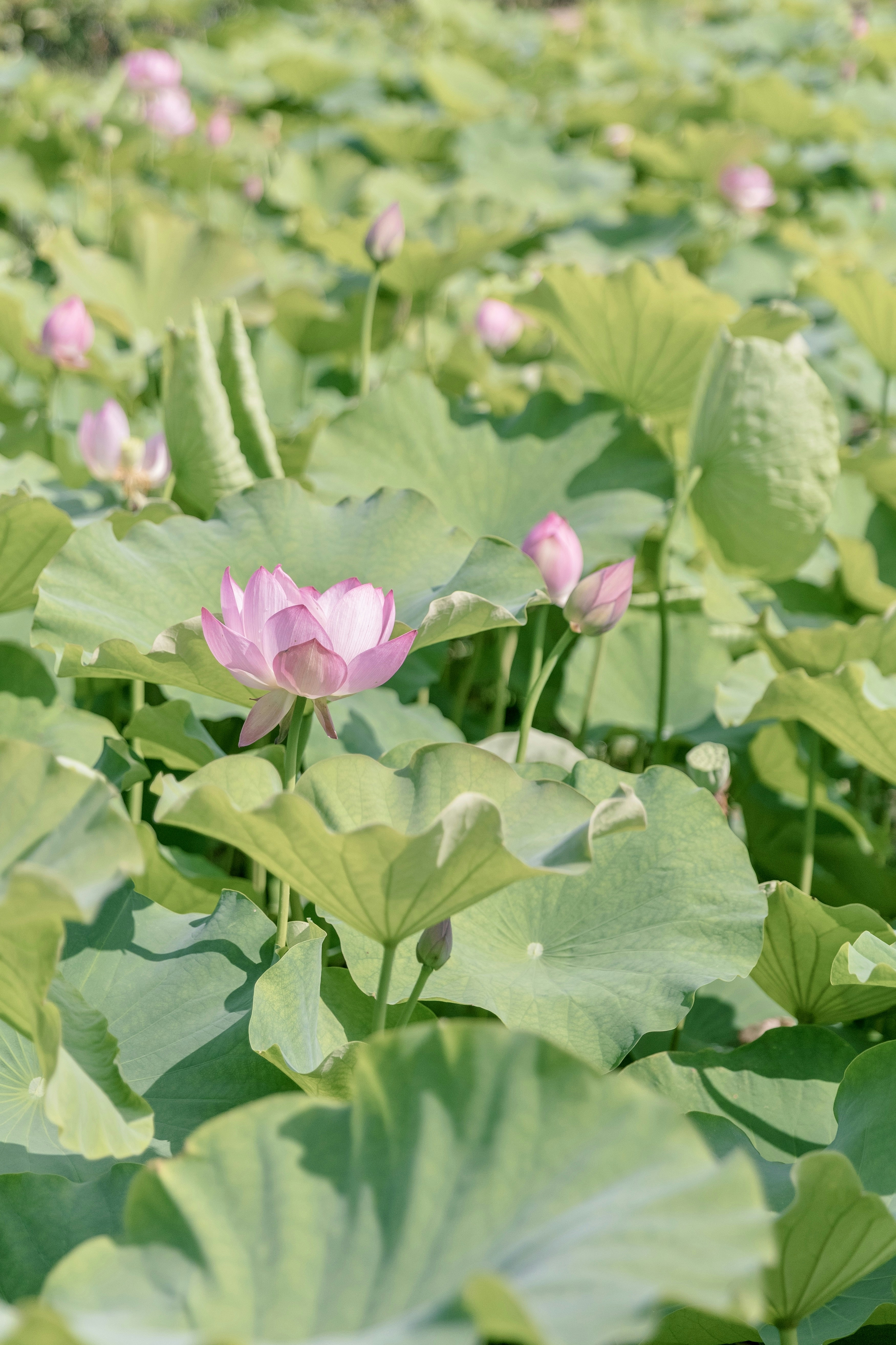 Blooming Lotus in a Sea of Green Leaves