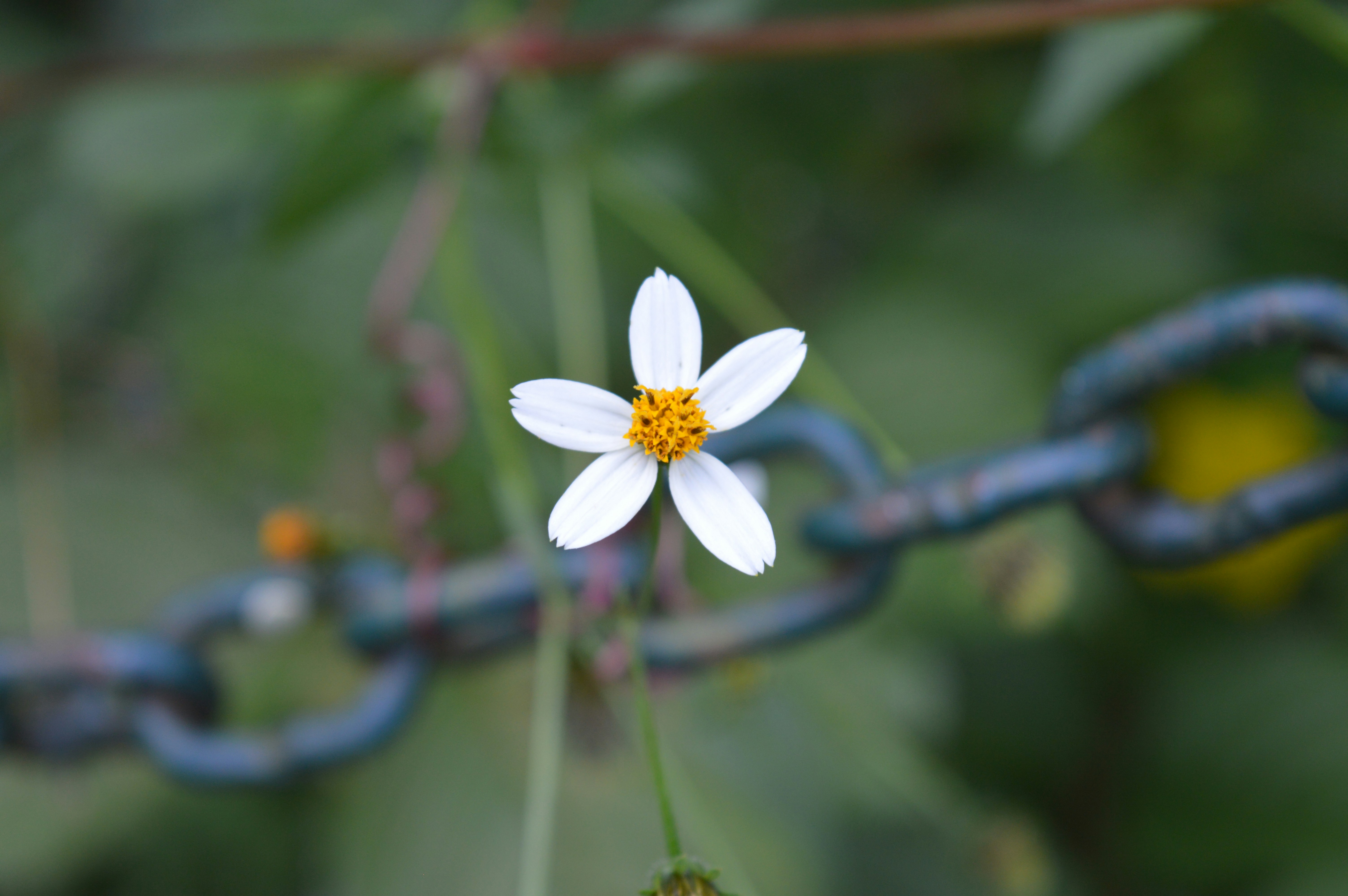 White Daisy on a Chain: A Moment of Quiet Amid Steel