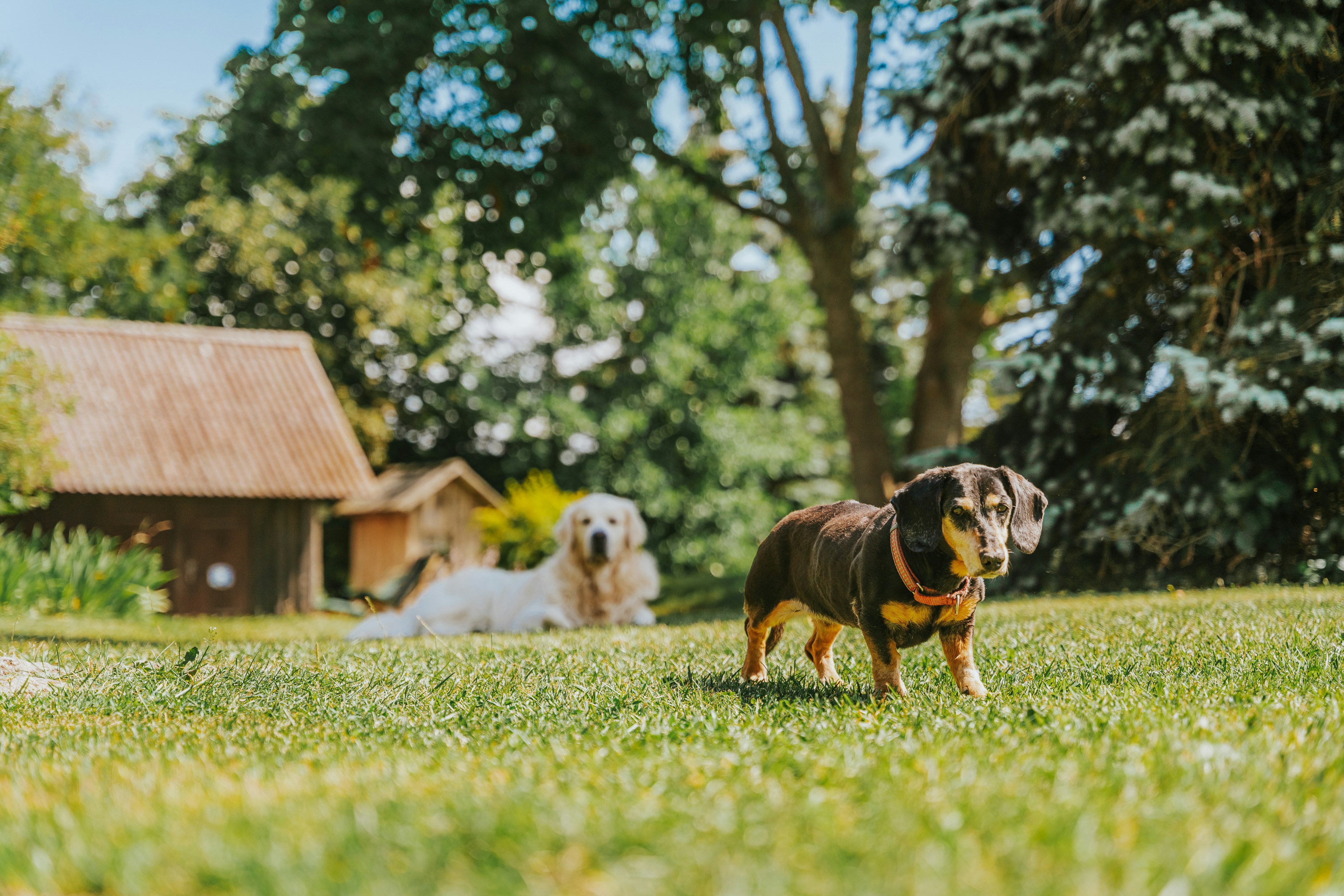 Lawn Patrol: A Black-Tan Retriever Leads the Quiet Morning