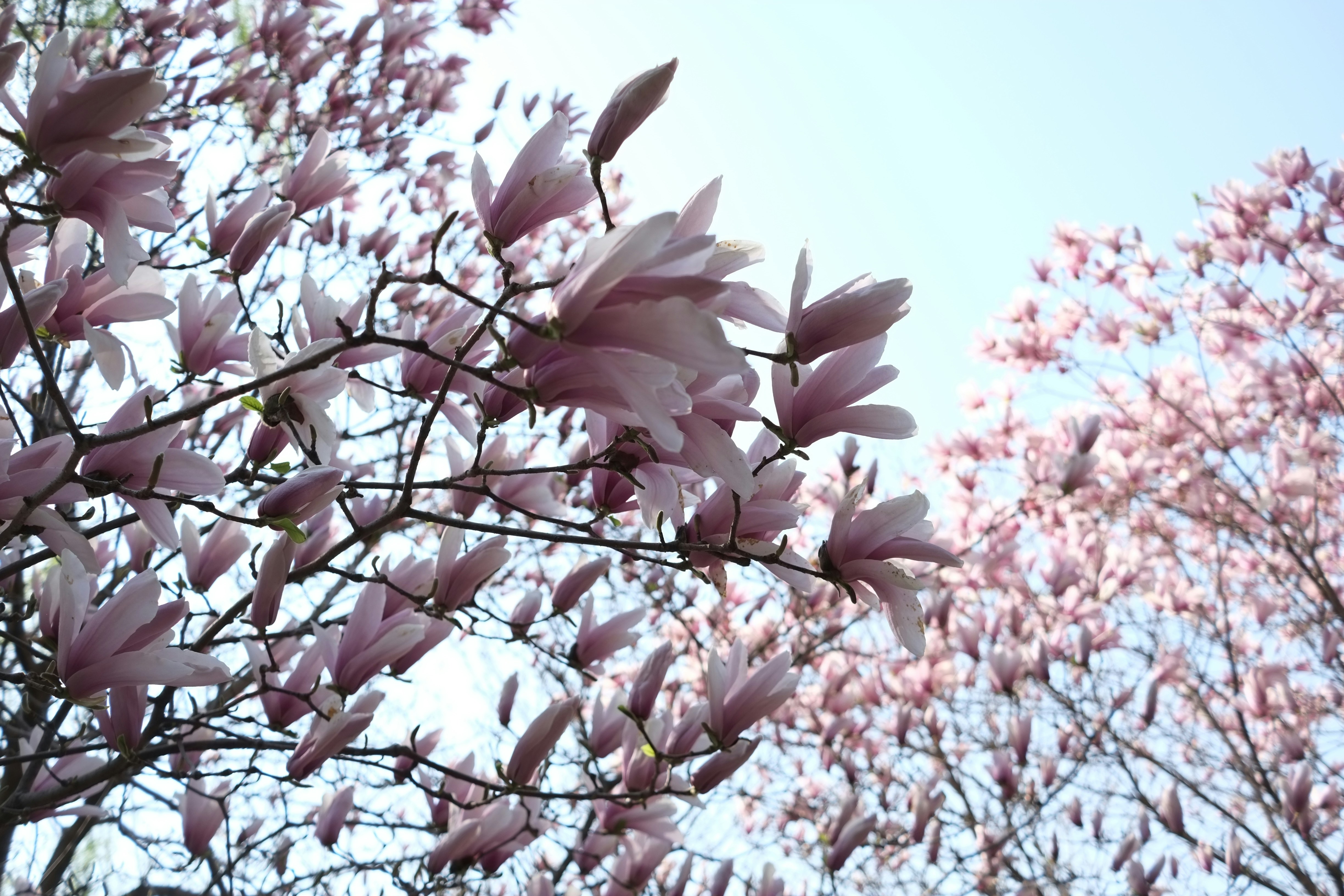 Petals in a pale sky: Magnolia canopy in spring light