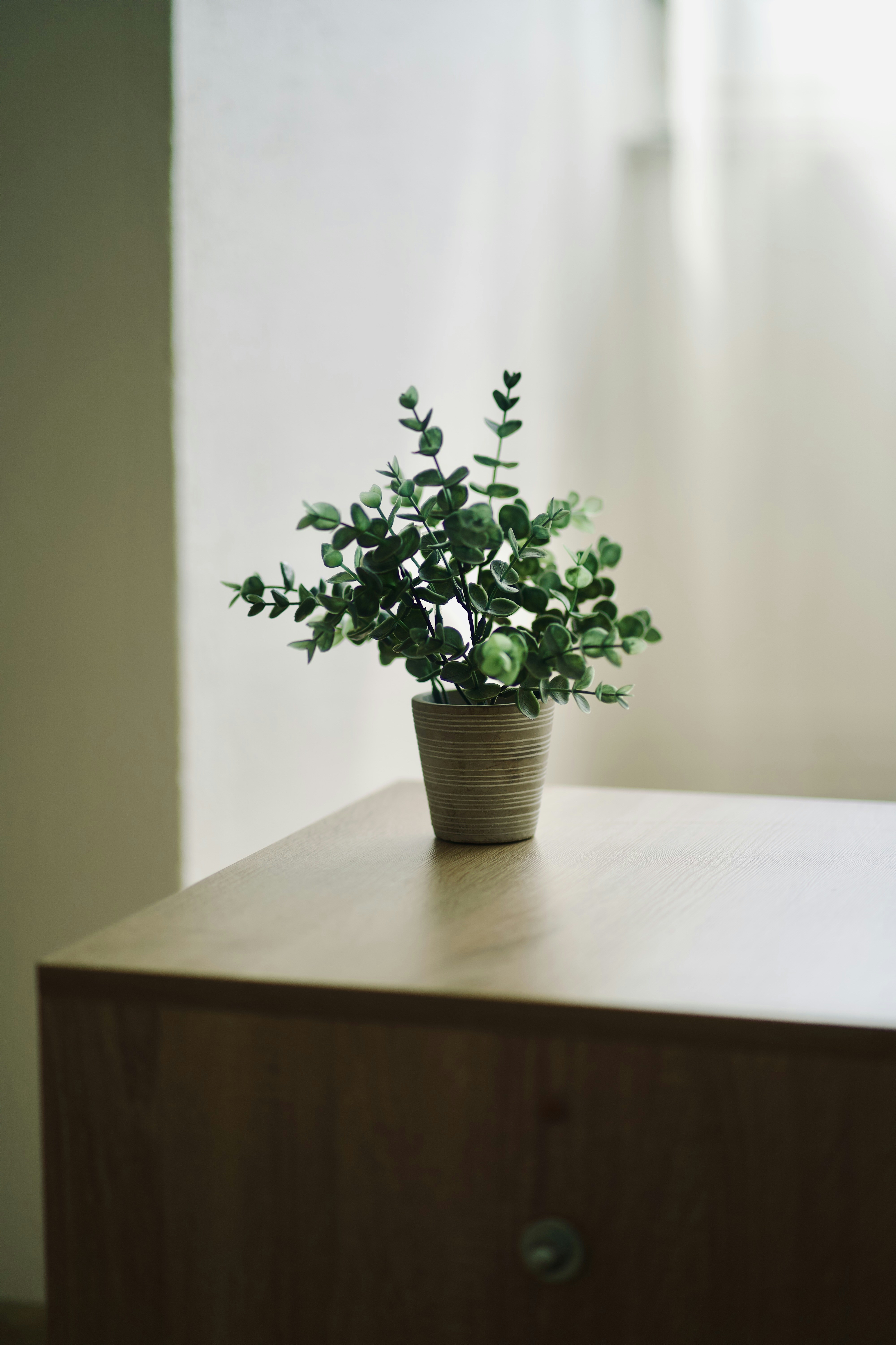 Tiny Foliage on a Quiet Wooden Table
