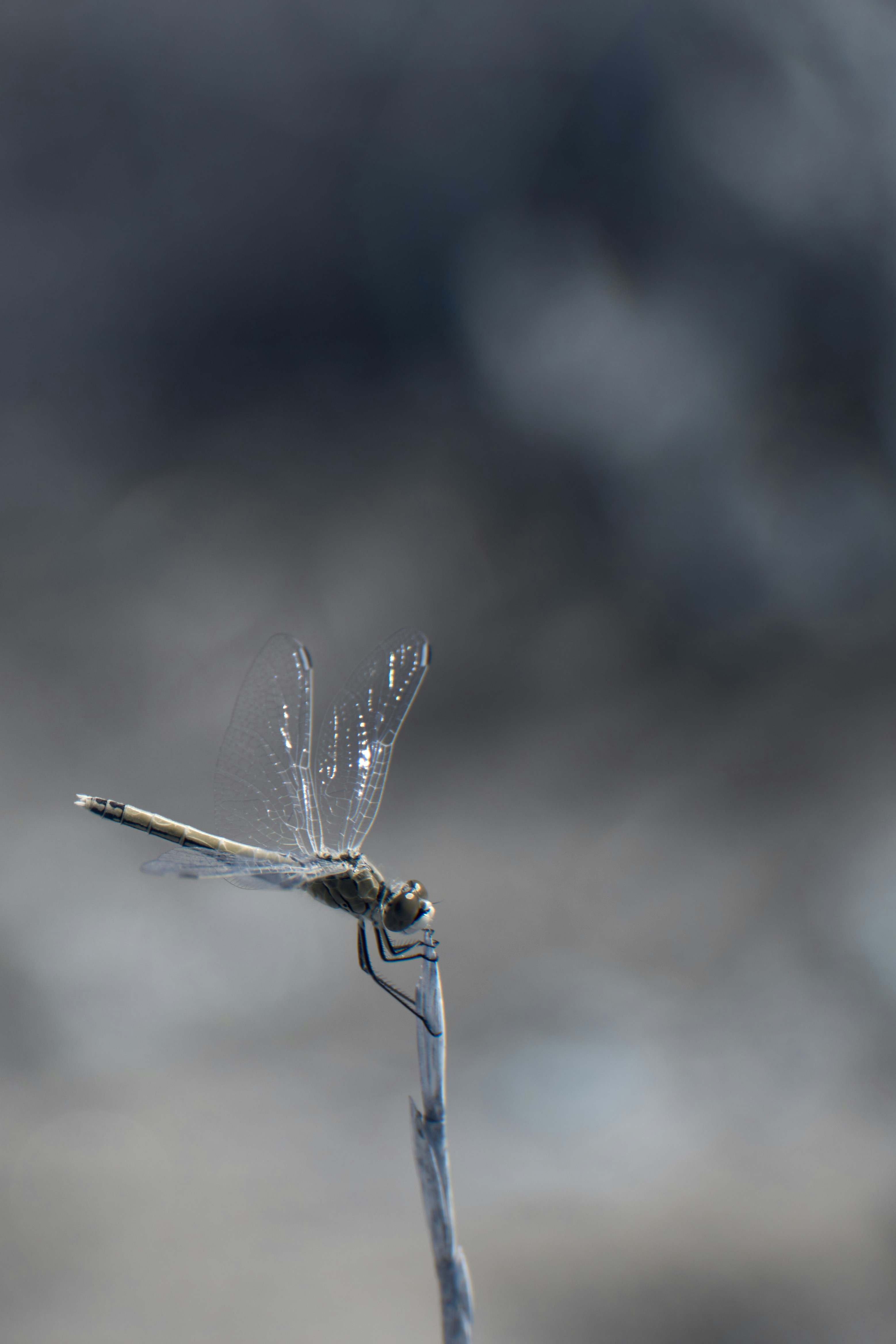 Dew-Kissed Wings on a Quiet Twig: Macro Dragonfly Portrait