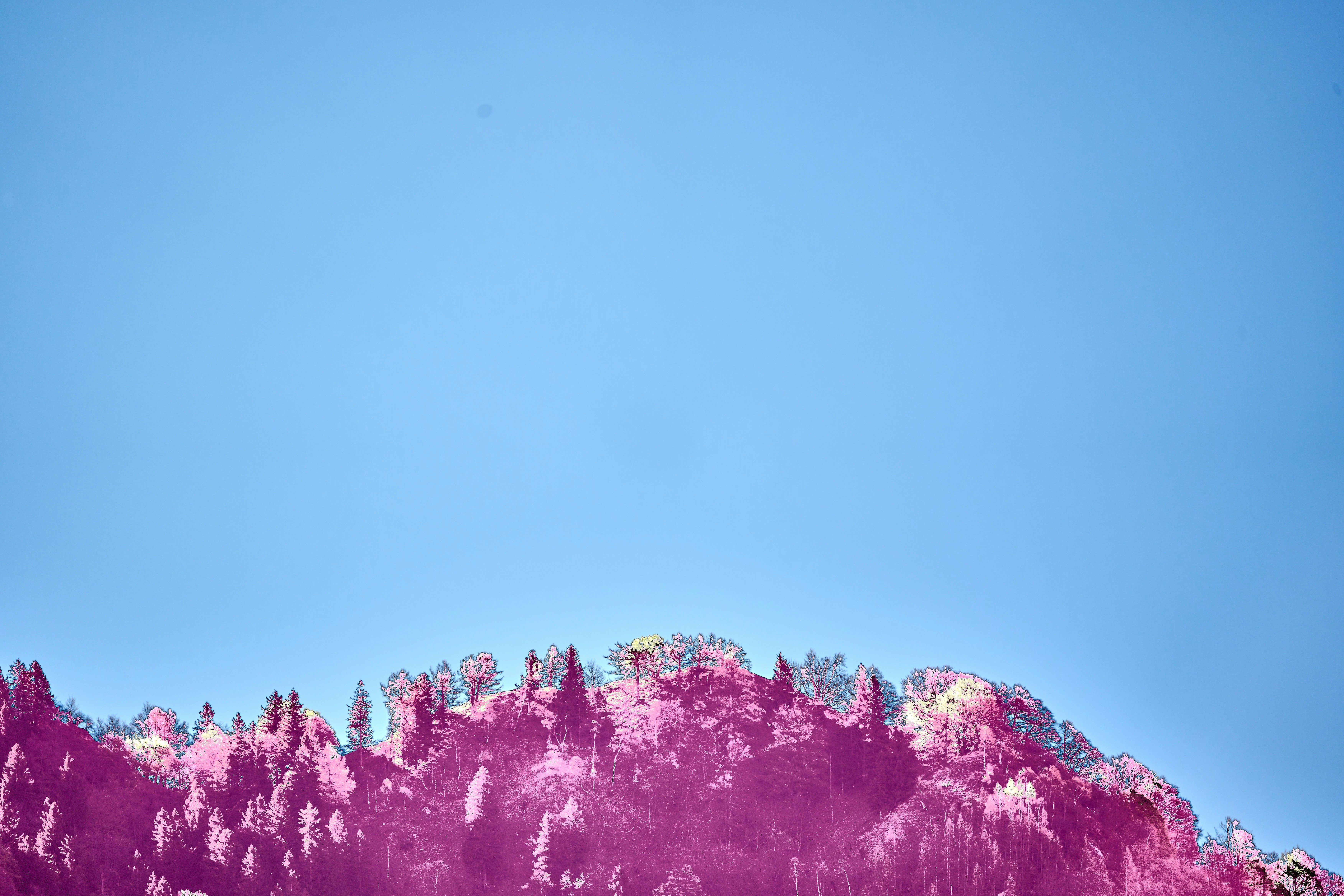 A mountain covered in pink trees under a blue sky photo – Free Nature ...