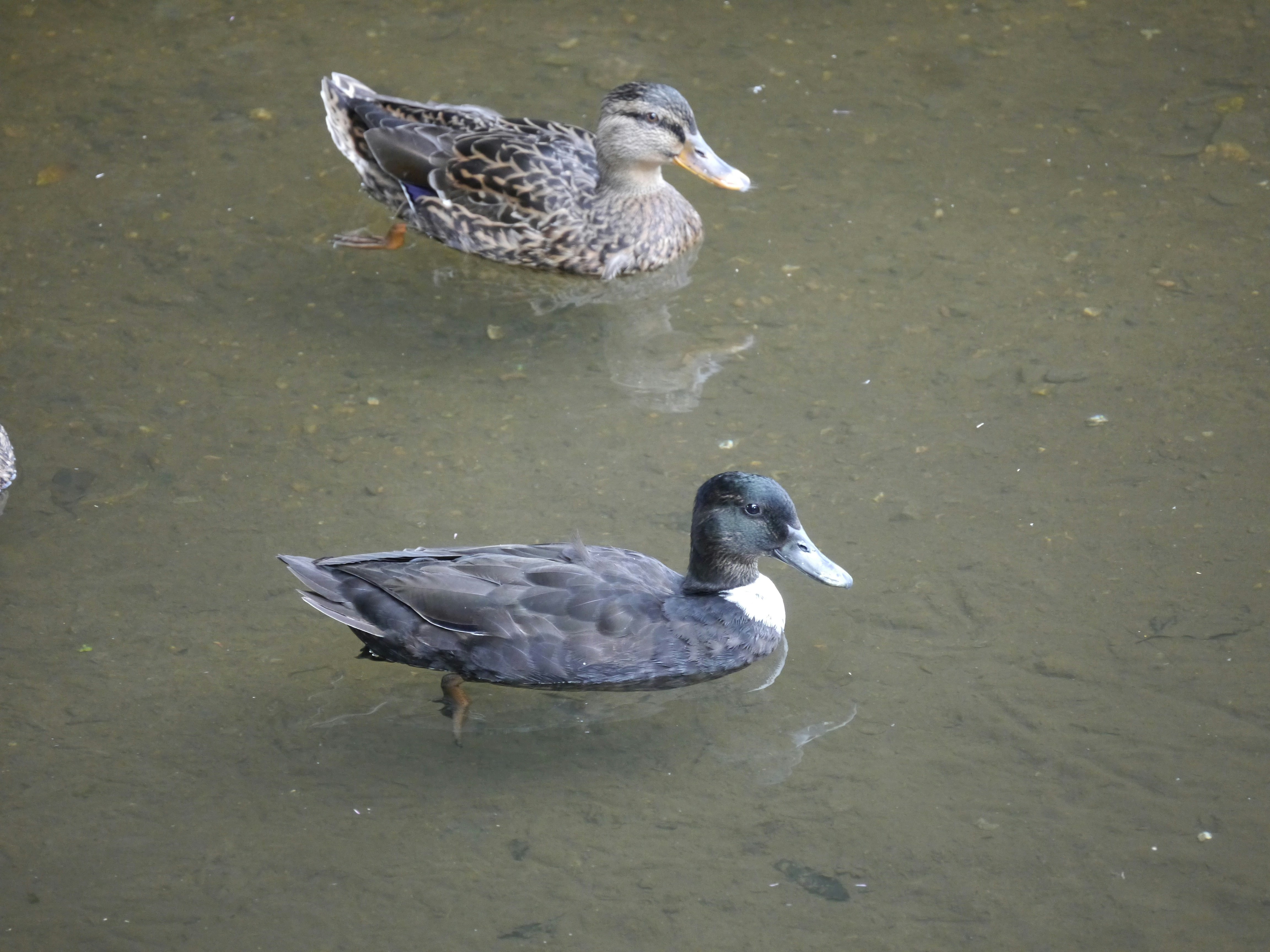 A group of ducks floating on top of a body of water photo – Free ...