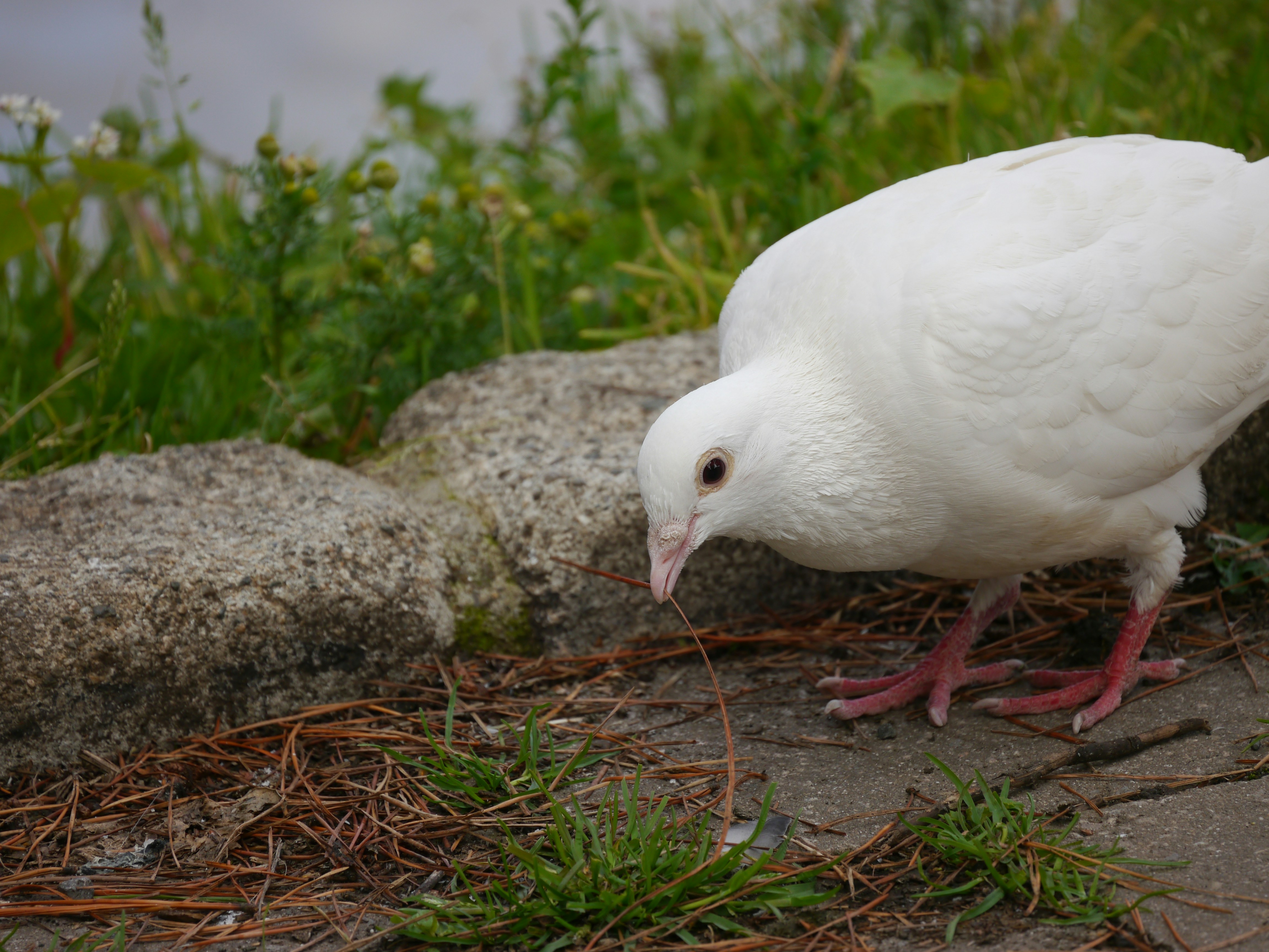 Curbside Quiet: A White Dove Probes Pine Needles Along the Stone Edge