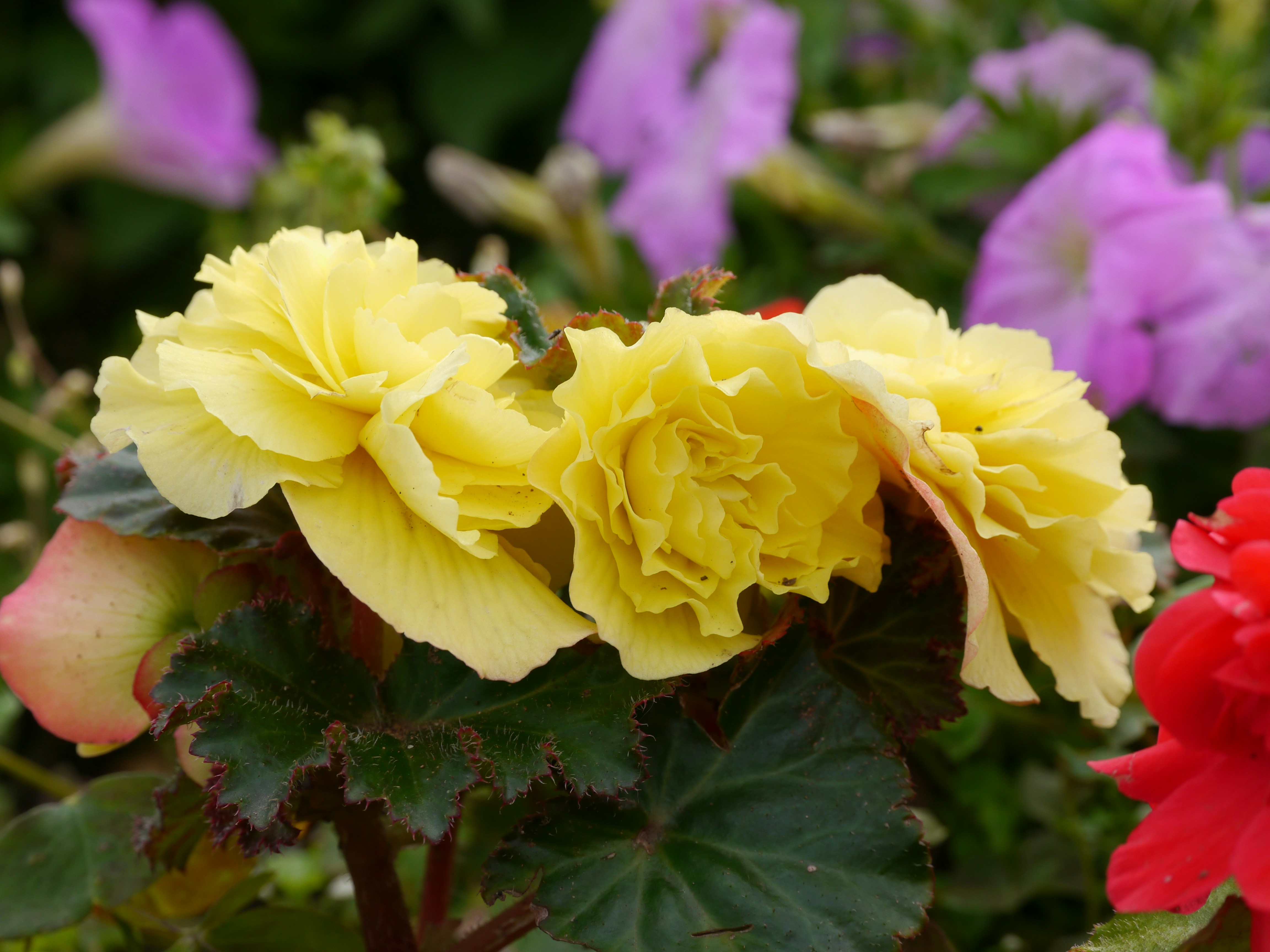 Golden Roses in Focus: A Close-Up Amid Violet Backdrop