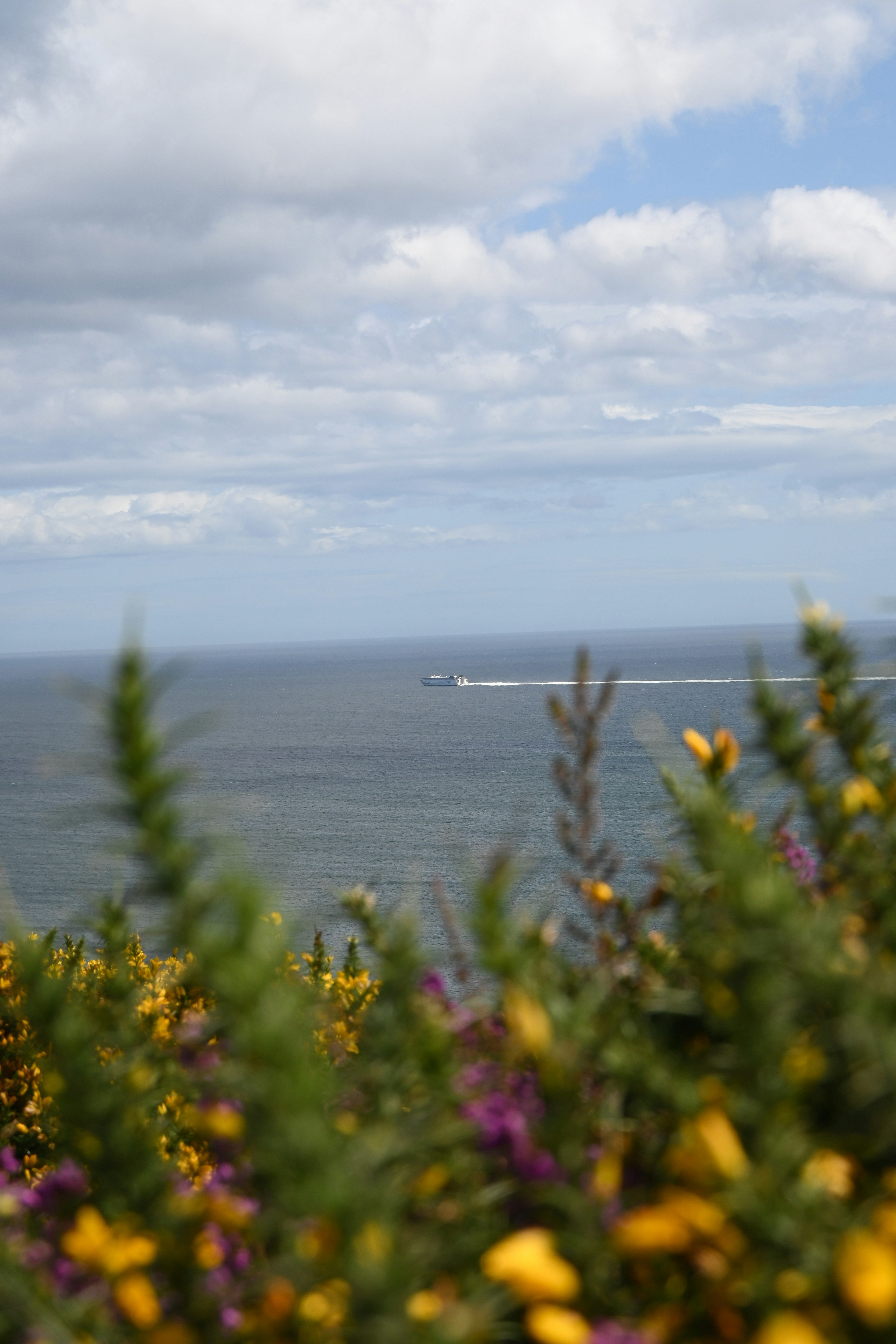 Sea-bound Vessel Slices the Horizon Through Florals