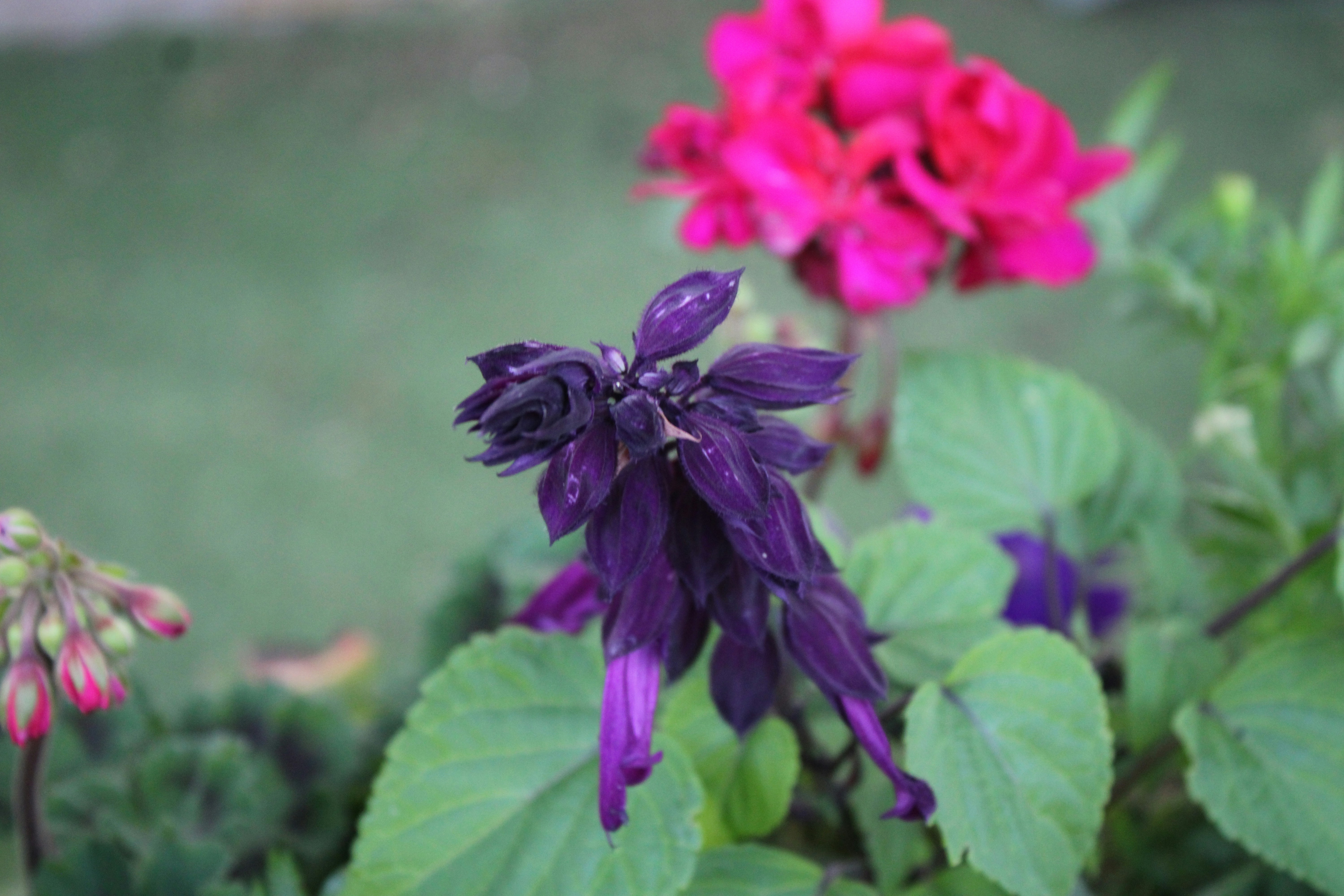 Midnight Bloom: A Purple Delphinium Among Bright Fuchsia Petals