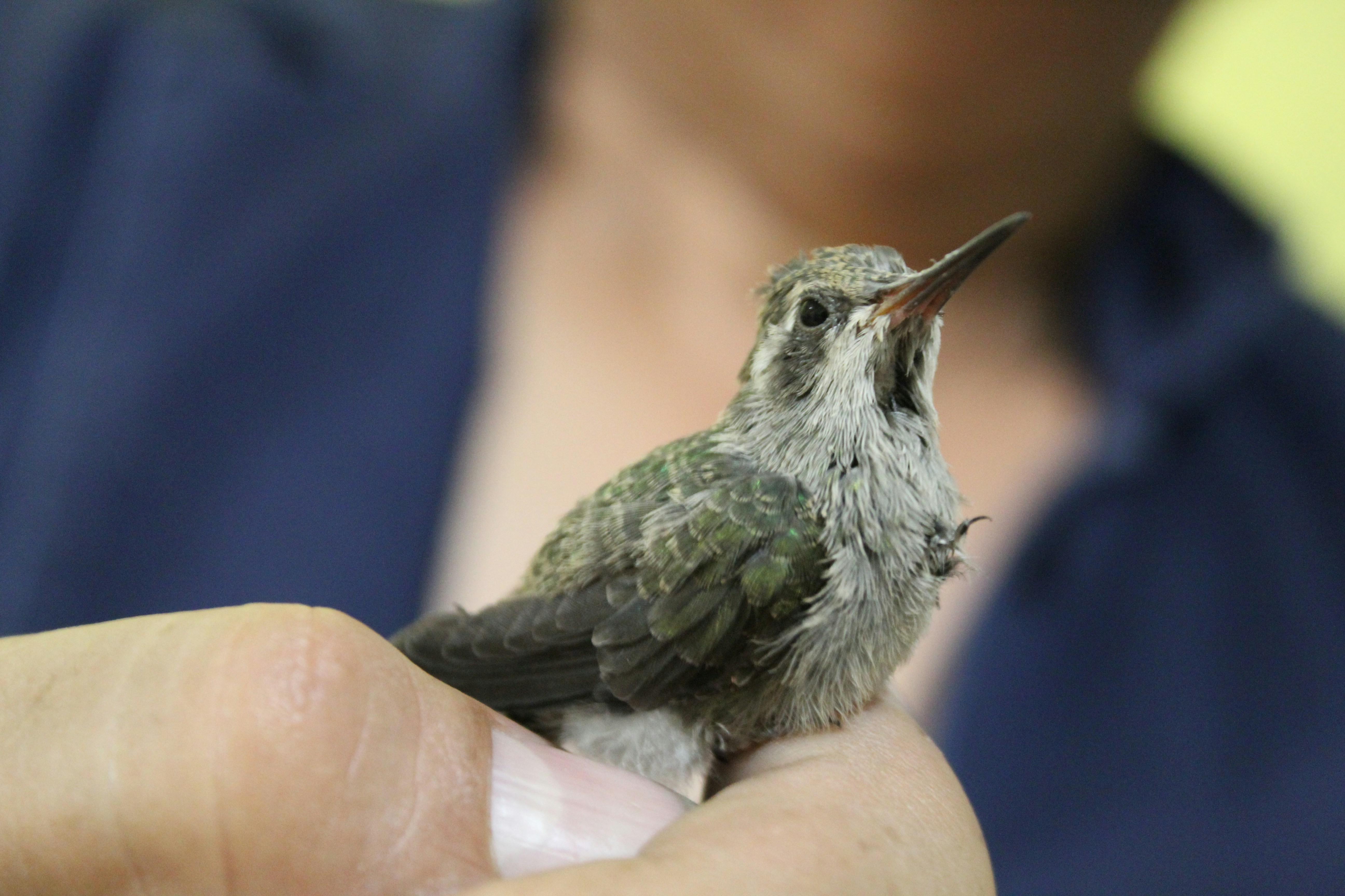 Tiny Beating Heart: A Handful of Feathered Details