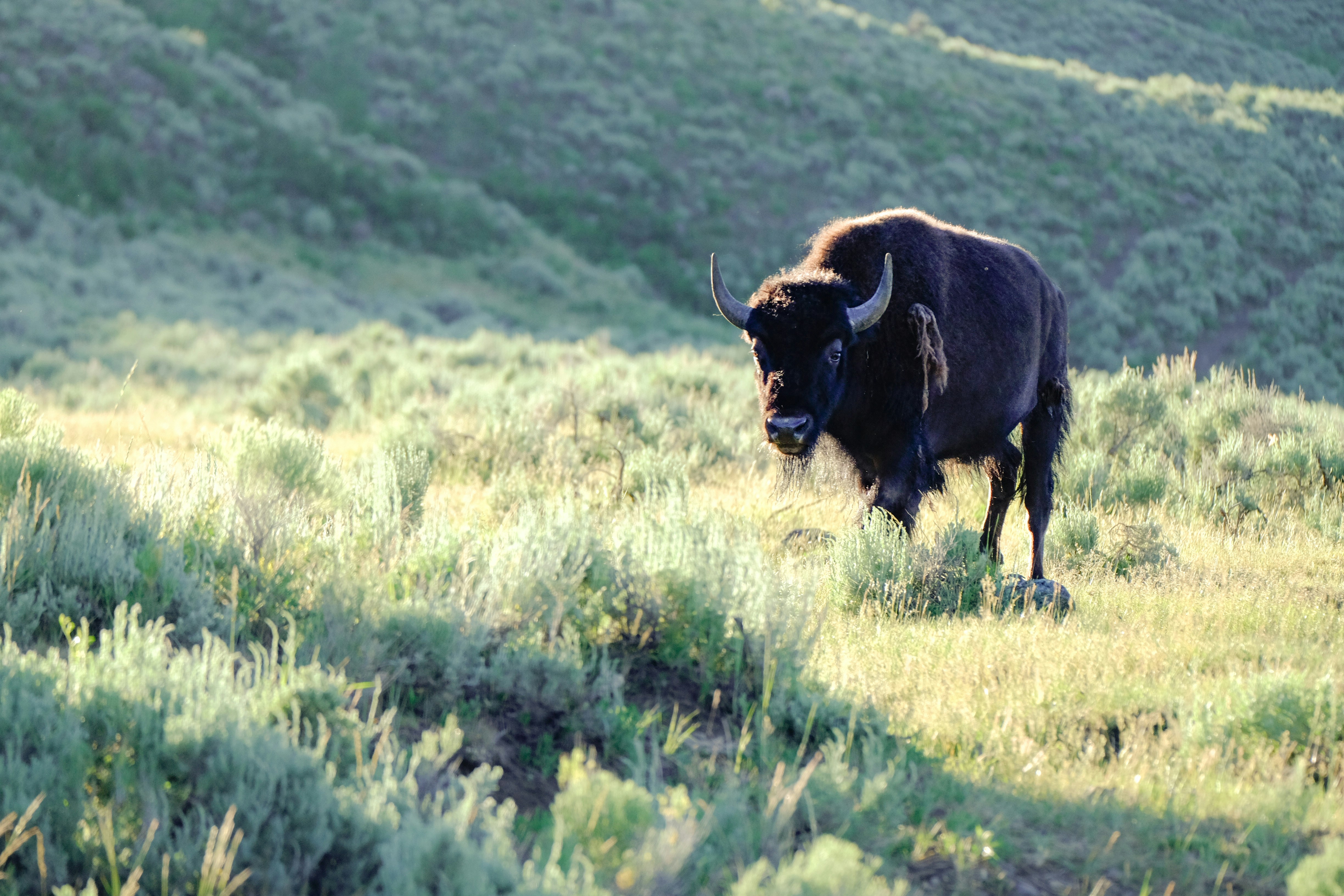 Grazing Bison on a Sunlit Sagebrush Ridge