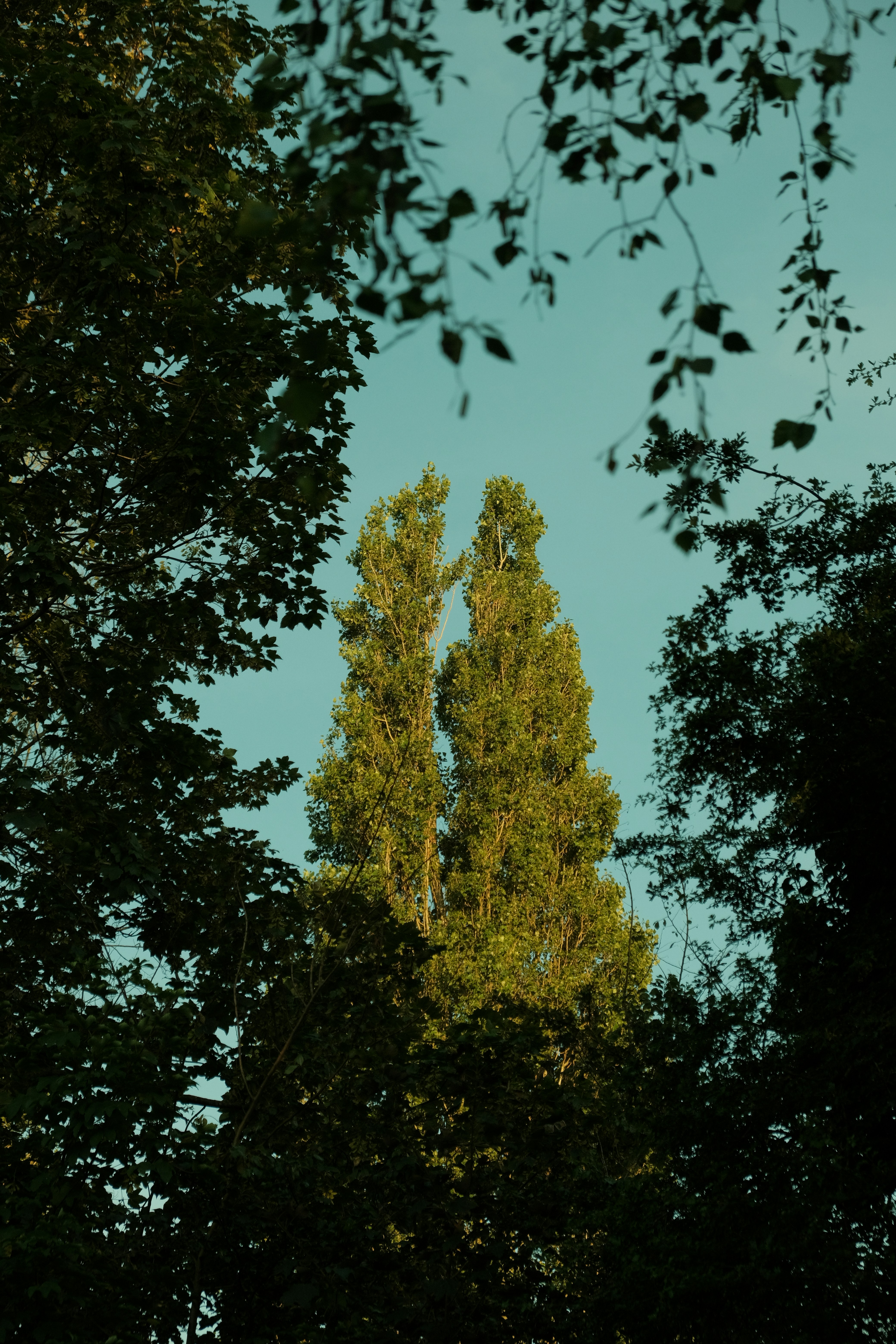 Twin Poplars Against a Cyan Sky, Framed by Shadowed Foliage