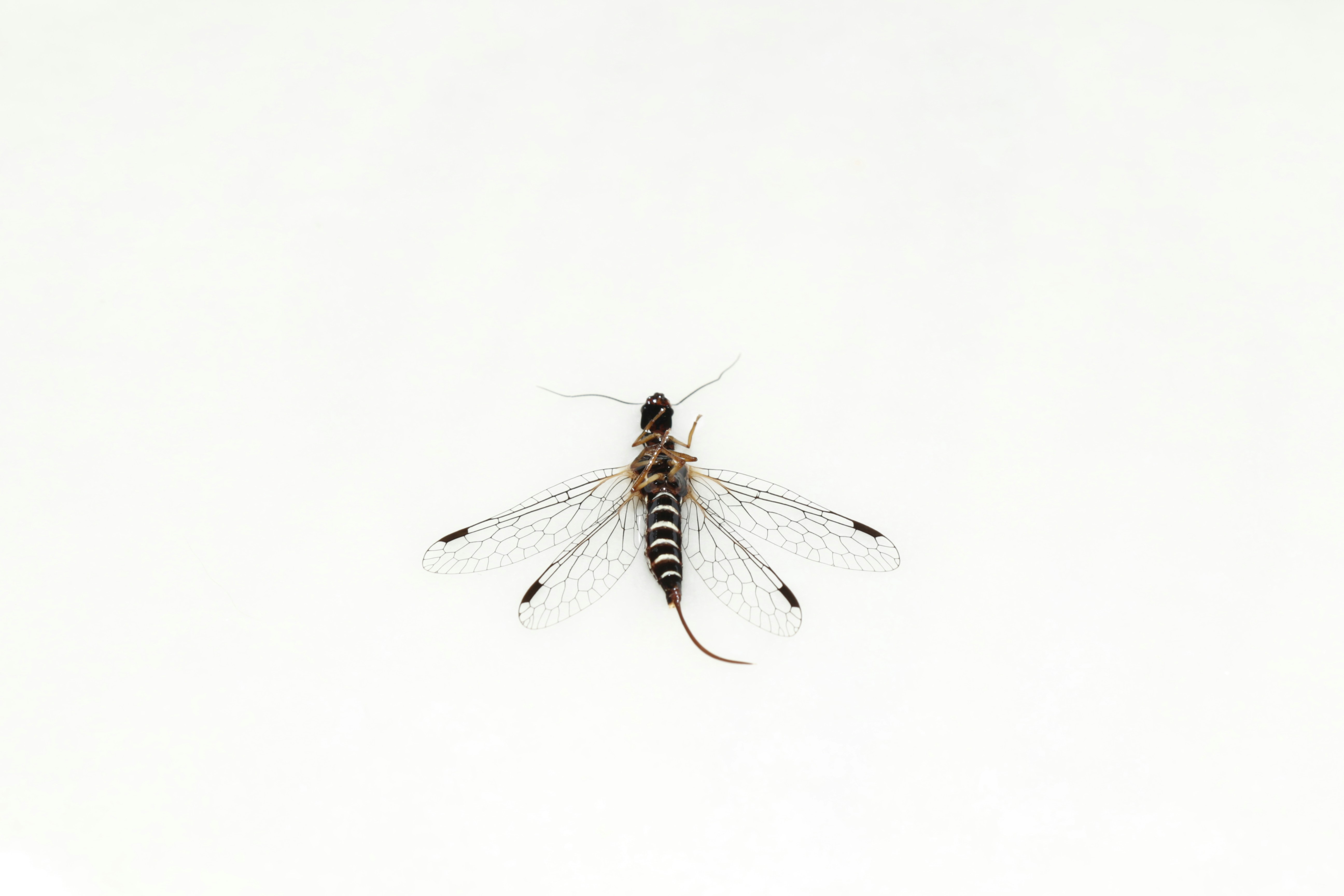 Stripe-tail Mayfly on White: a crisp micro-study of translucence