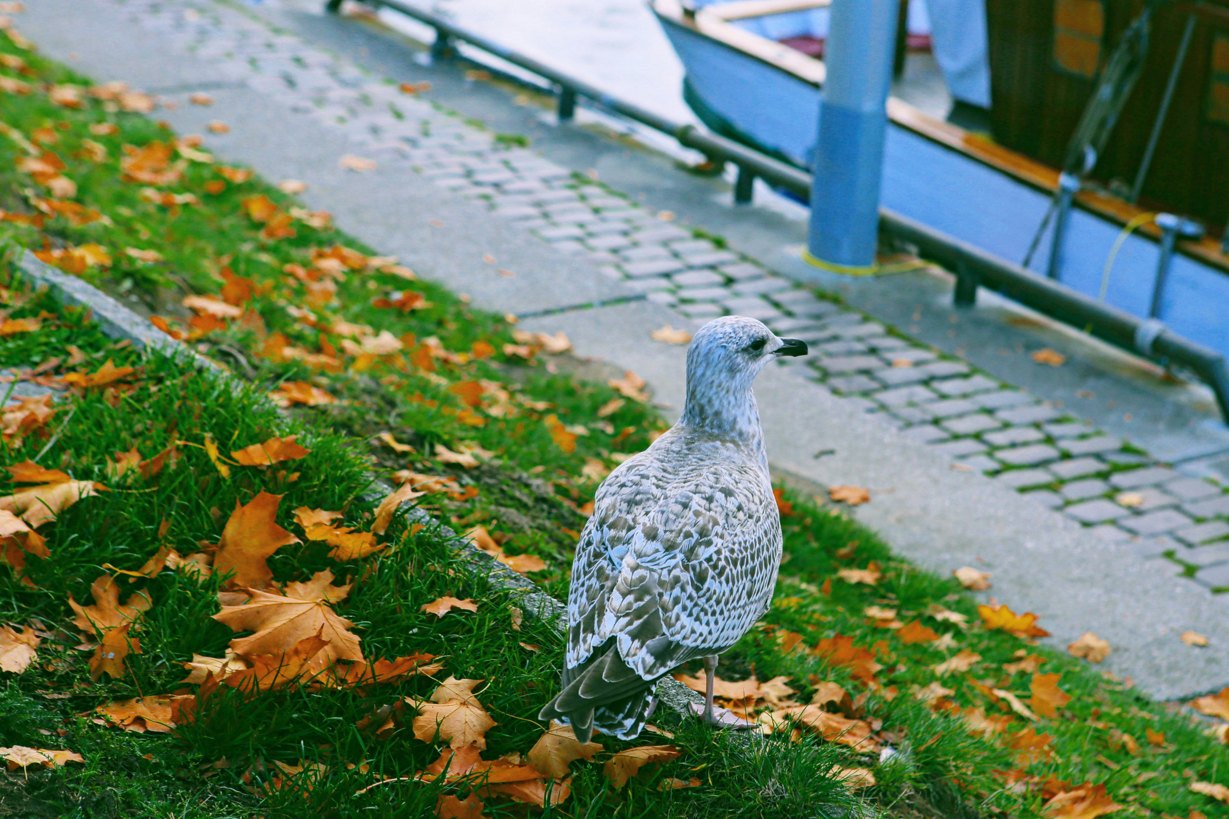 Autumn Seagull on a Leaf-Littered Verge by the Canal