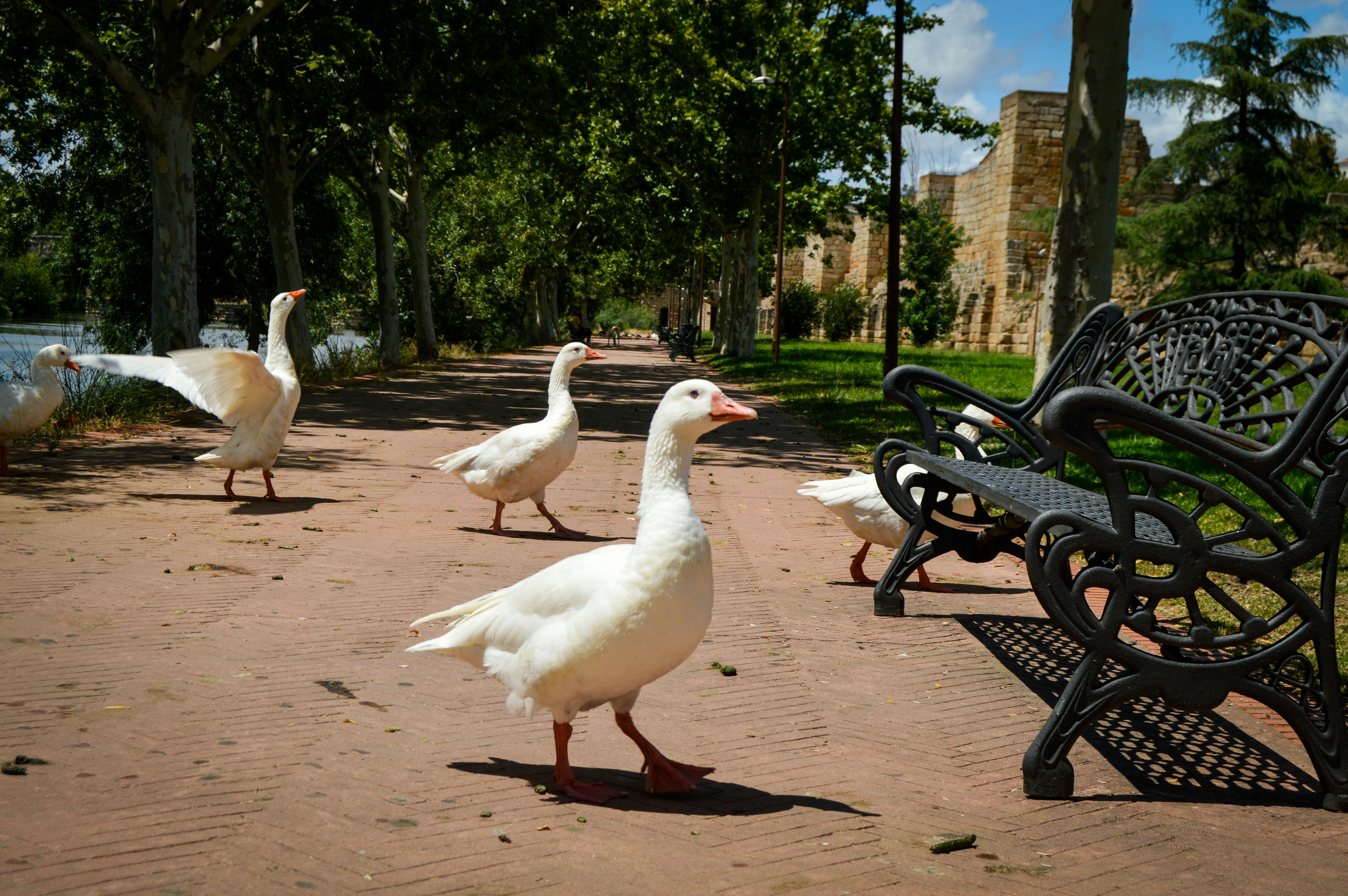 Ducks on a Brick Promenade Under a Sunlit Canopy