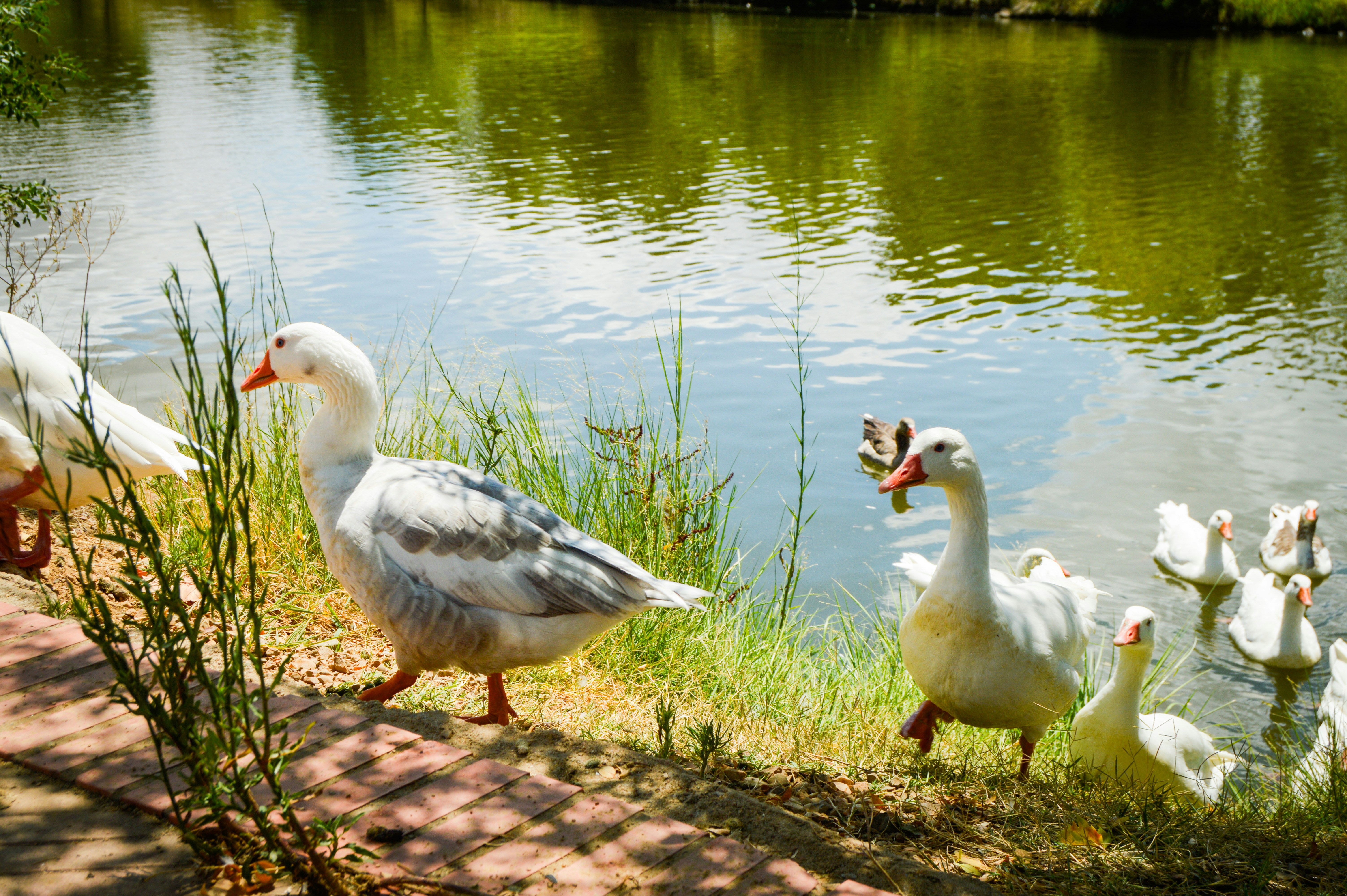 Sunlit Quayside Parade of White Geese