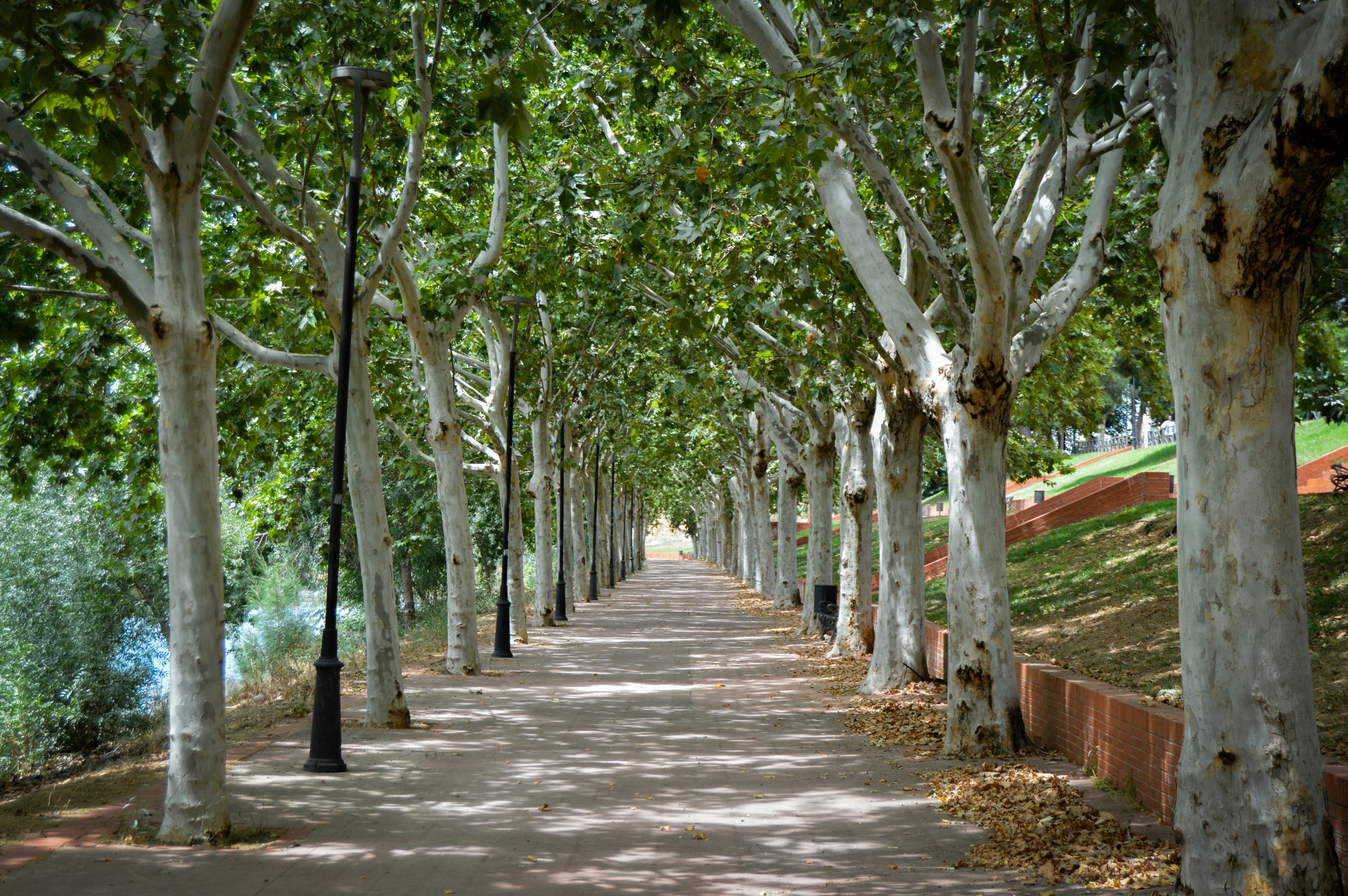 Tree-lined pathway inviting leisurely strolls, framed by vibrant green foliage and dappled sunlight. The scene captures a tranquil moment in nature.