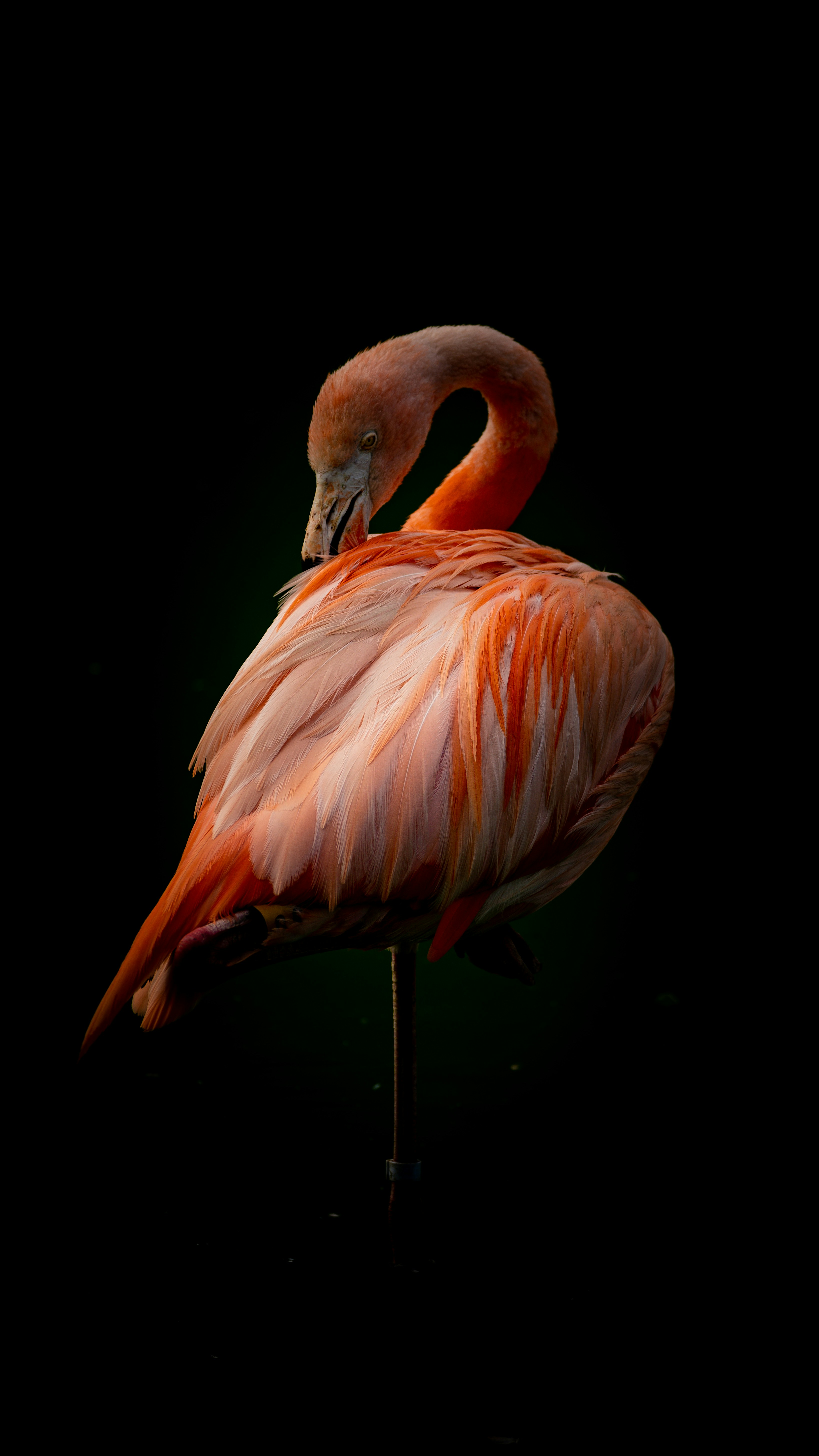 Flamingo with vibrant pink and orange feathers stands elegantly against a dark background.