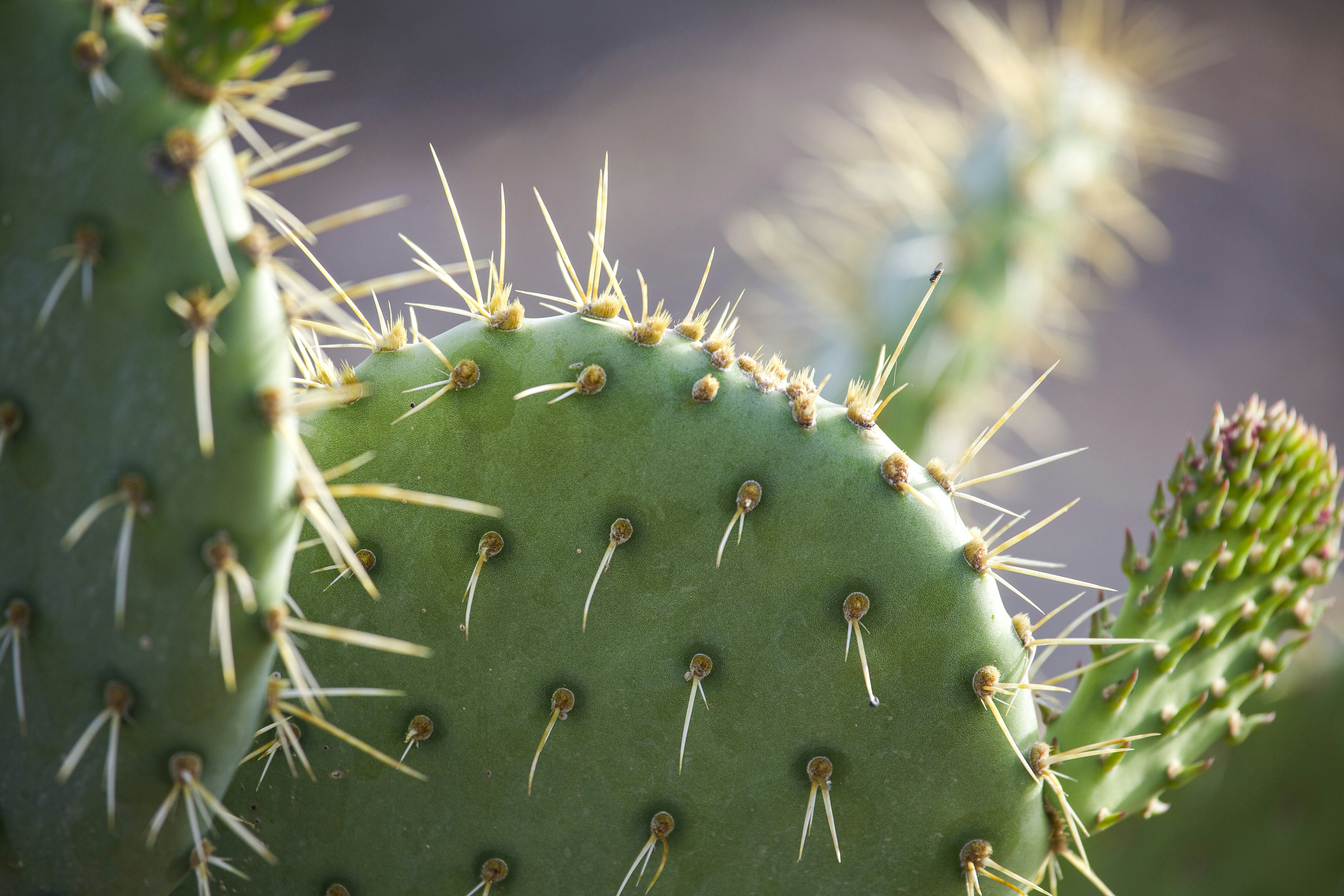 Tiny fly perched on a cactus needle during golden hour.
