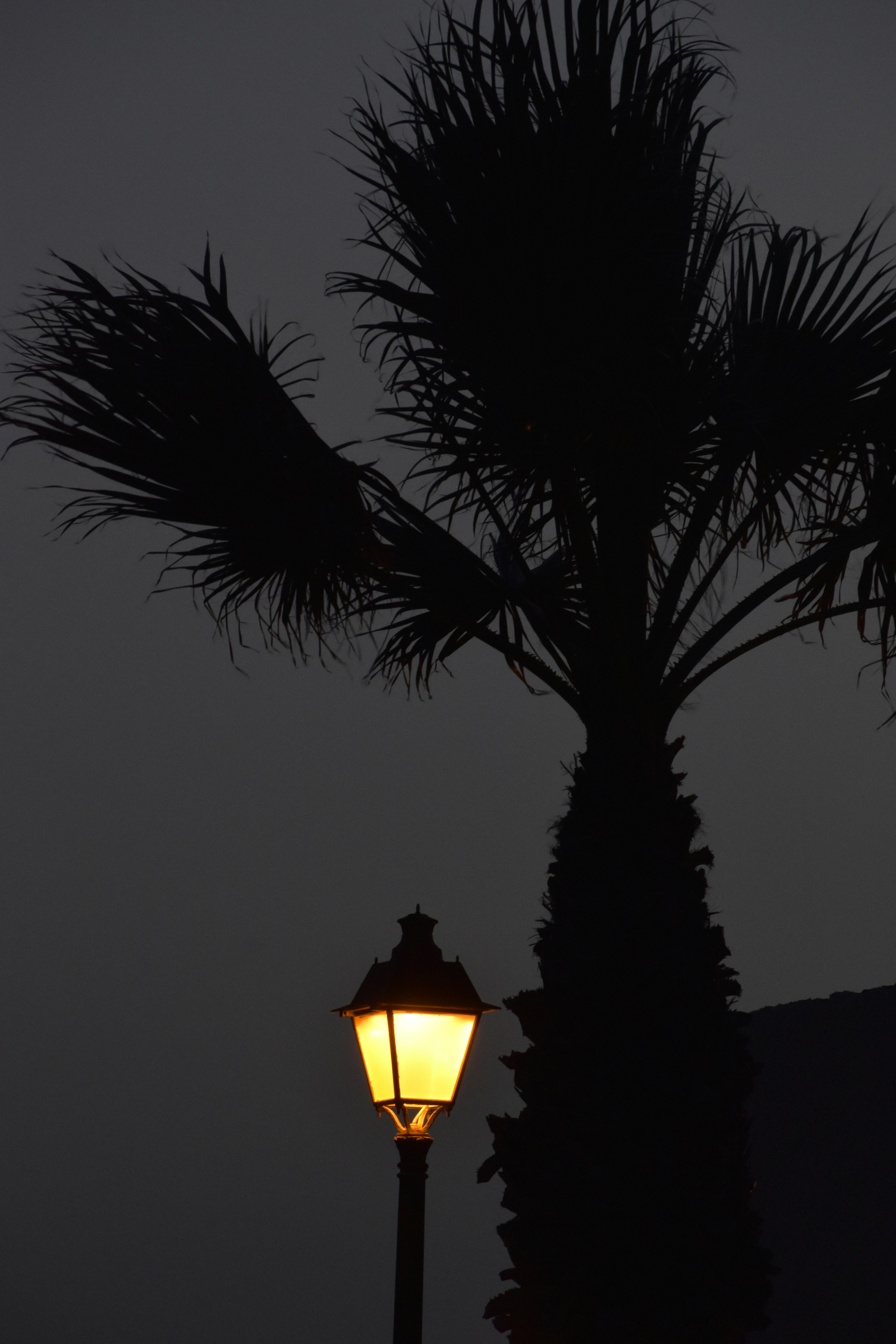 Amber Luminescence Behind a Palm Silhouette
