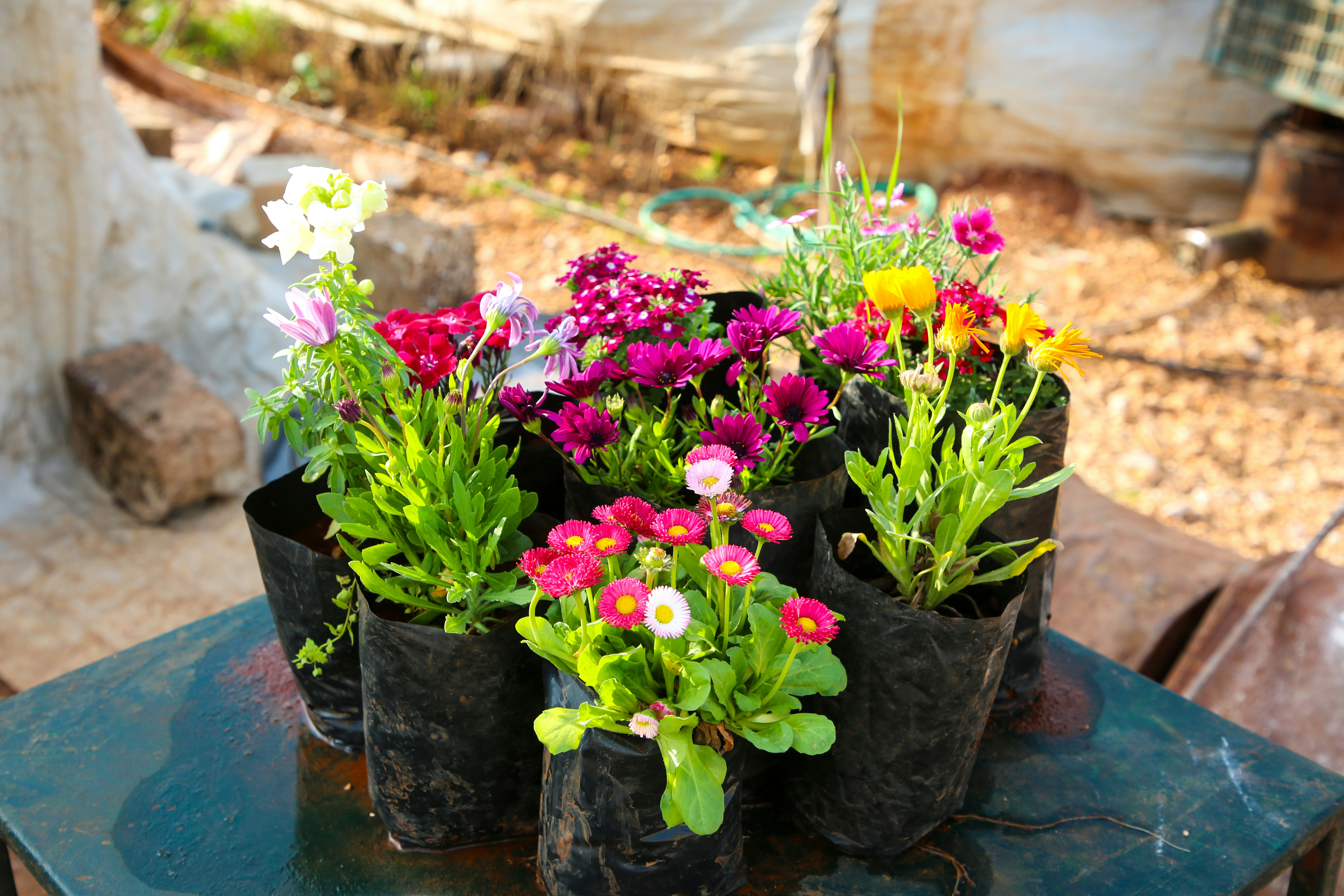 Colorful potted flowers arranged on a table in a sunlit garden setting.