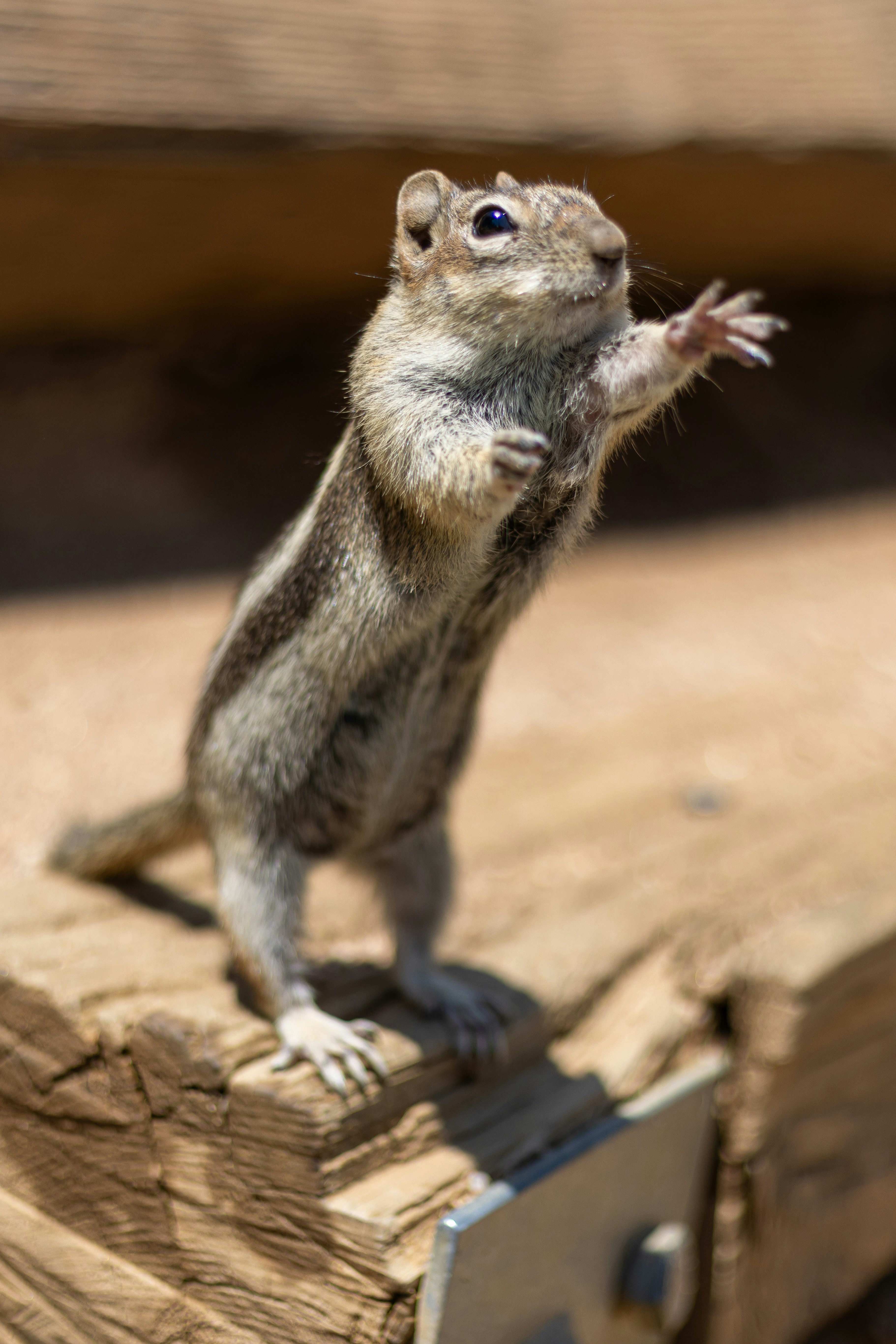 A small rodent standing on a piece of wood photo – Free Squirrel Image ...