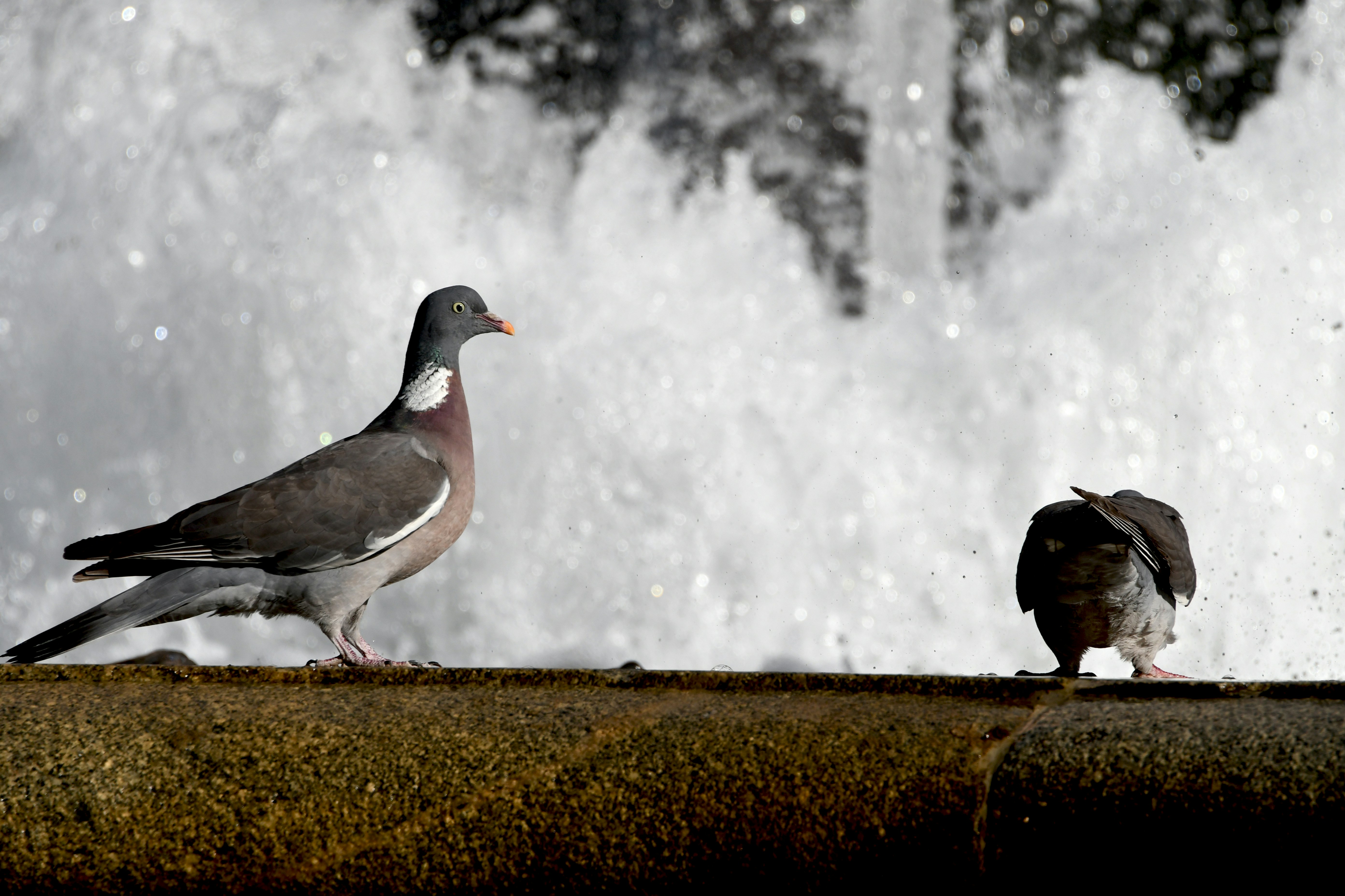 A couple of birds that are standing on a ledge photo – Free Animal ...
