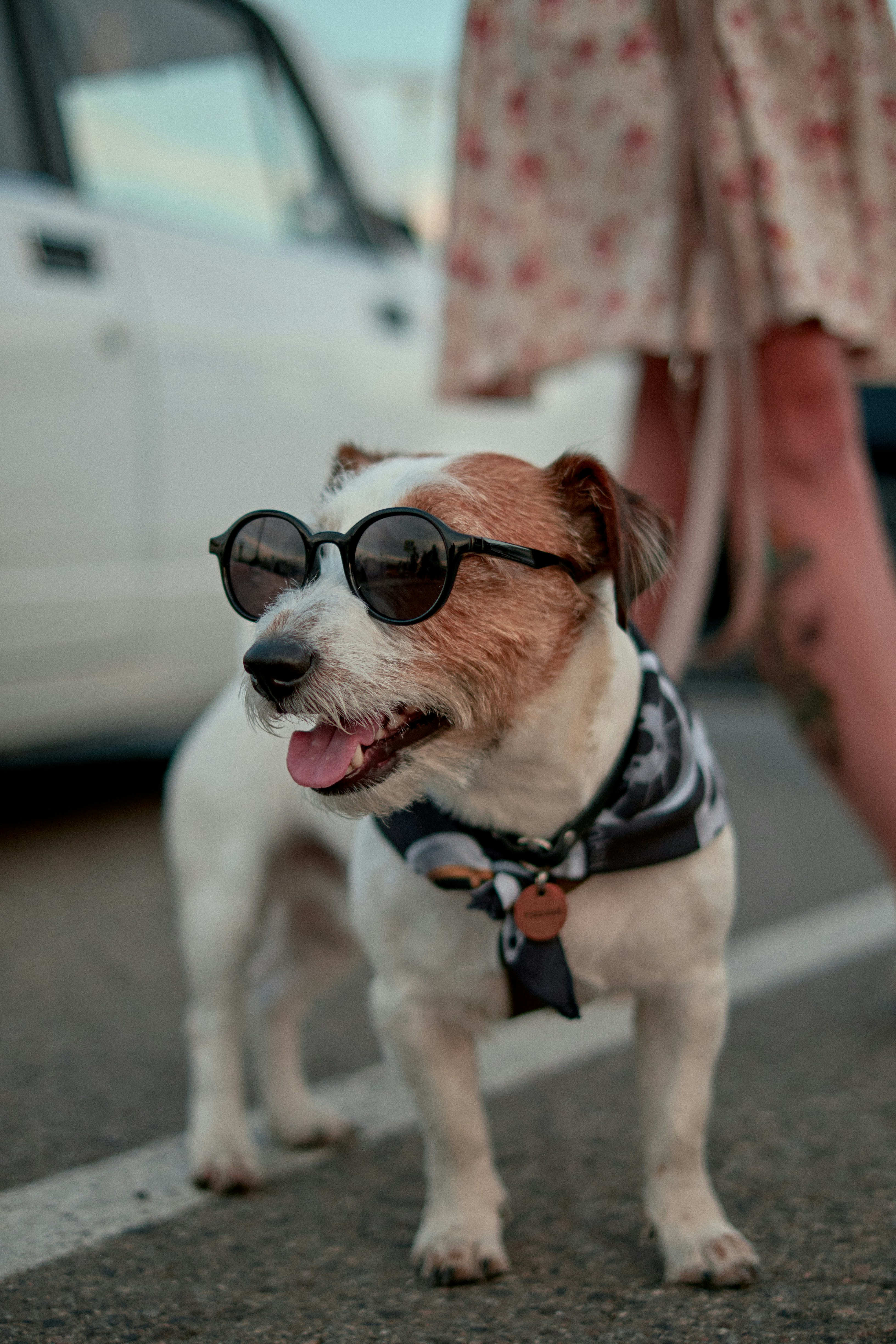 Shady Chic: A Sunglasses-Wearing Pup on a Sunlit Street
