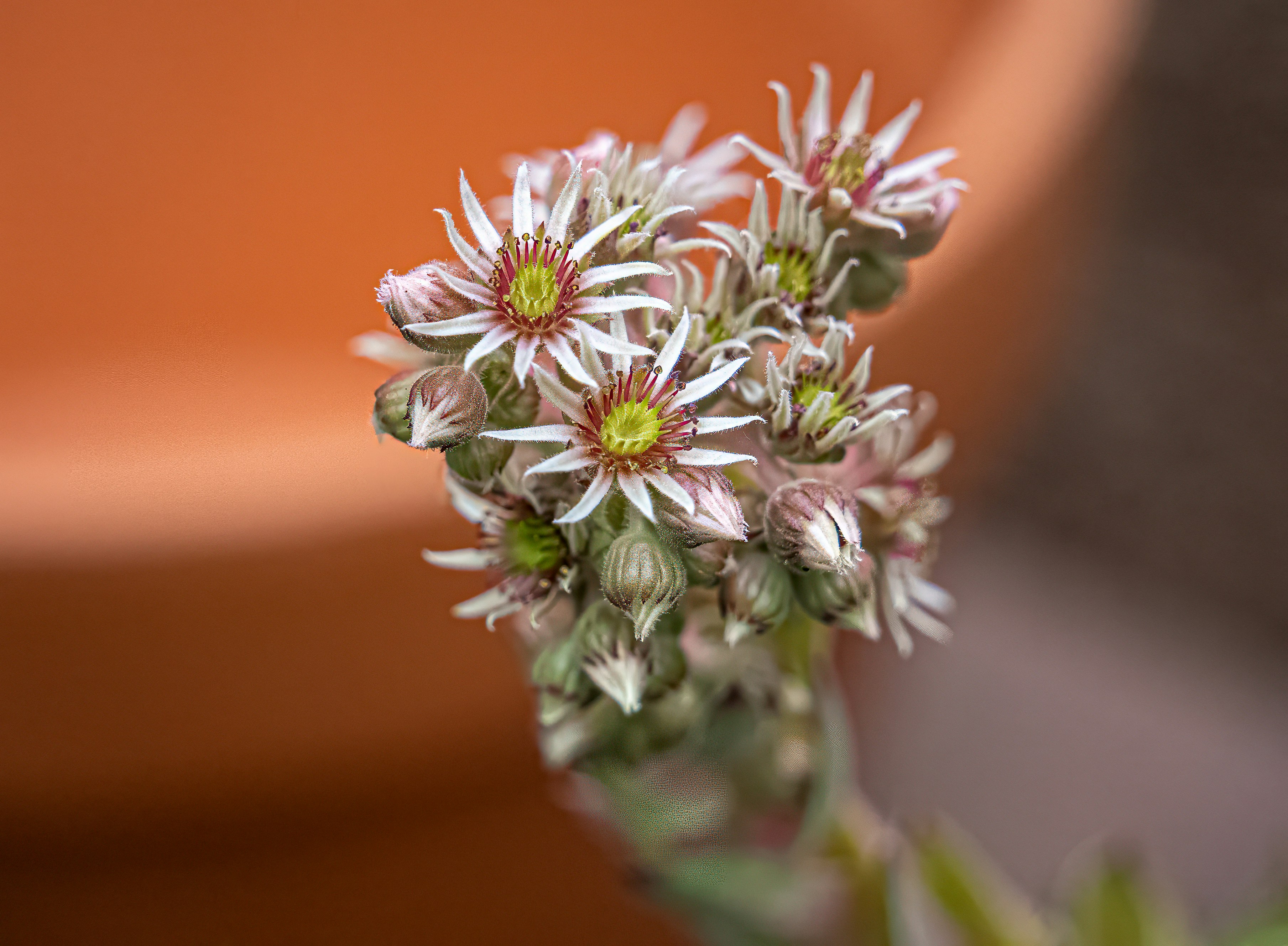 Stamen Cluster in Soft Focus: Fragile Blooms Against Terracotta Backdrop