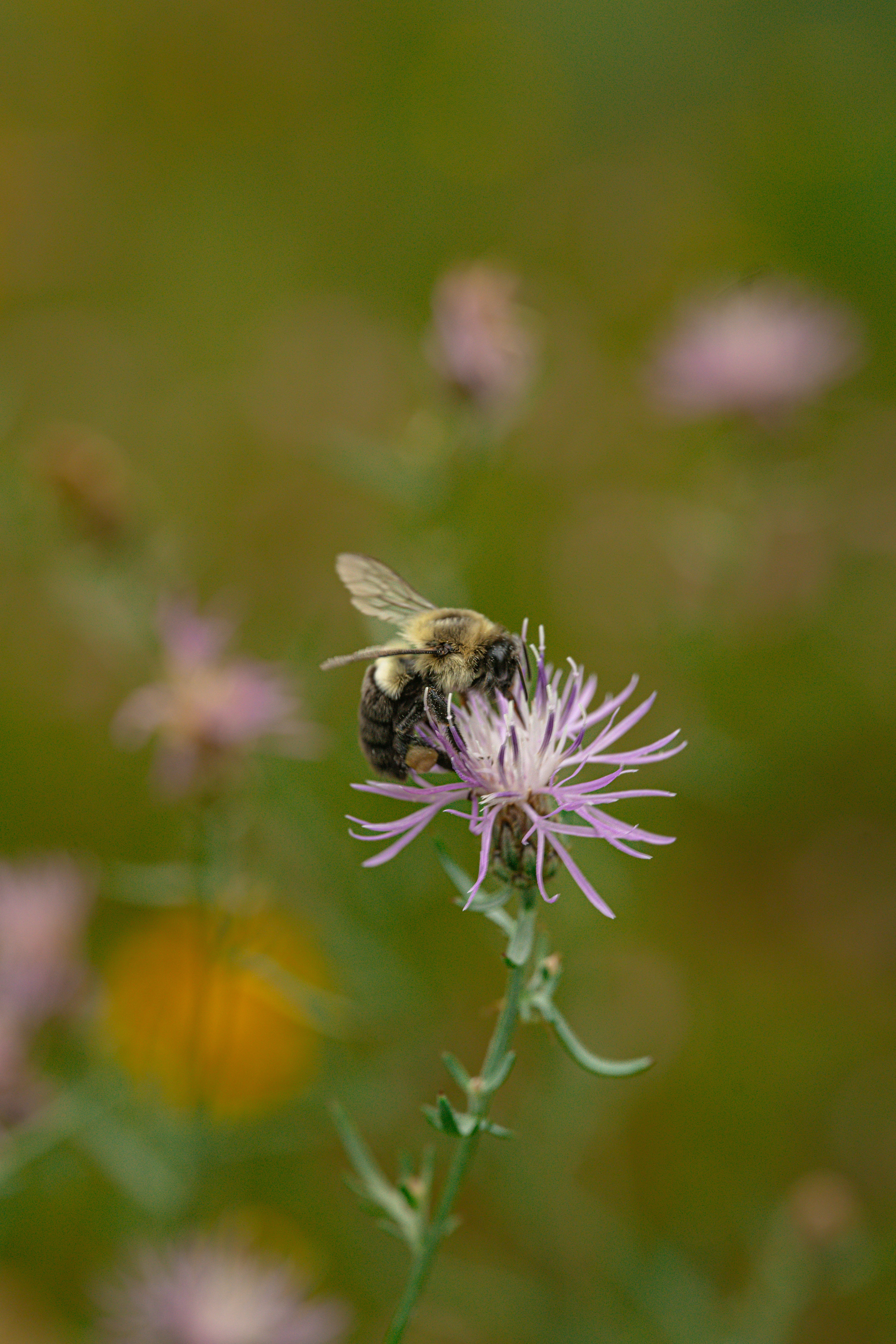 Bee on a Violet Knapweed Bloom