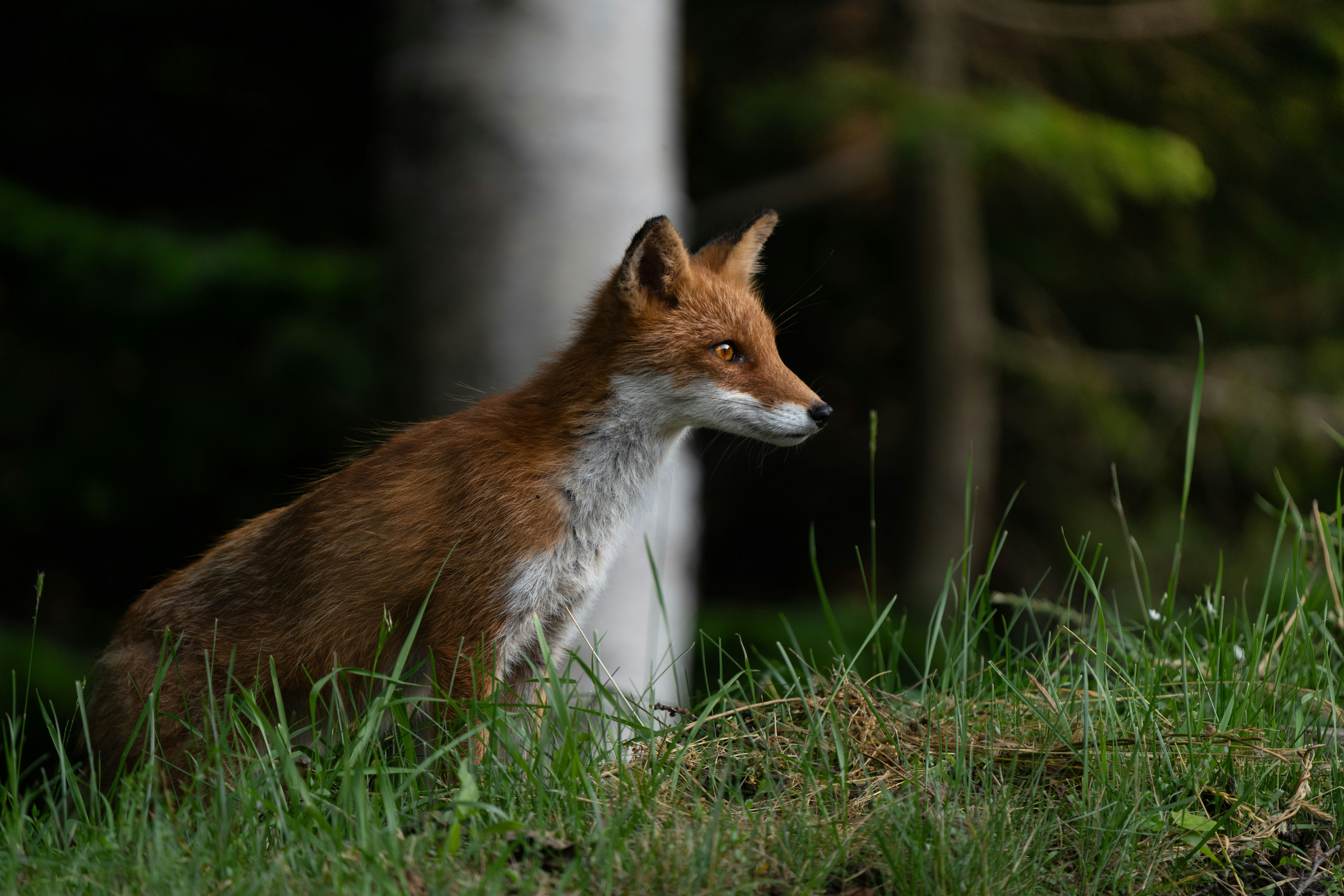 Enzo red fox in July in Shiretoko National Park