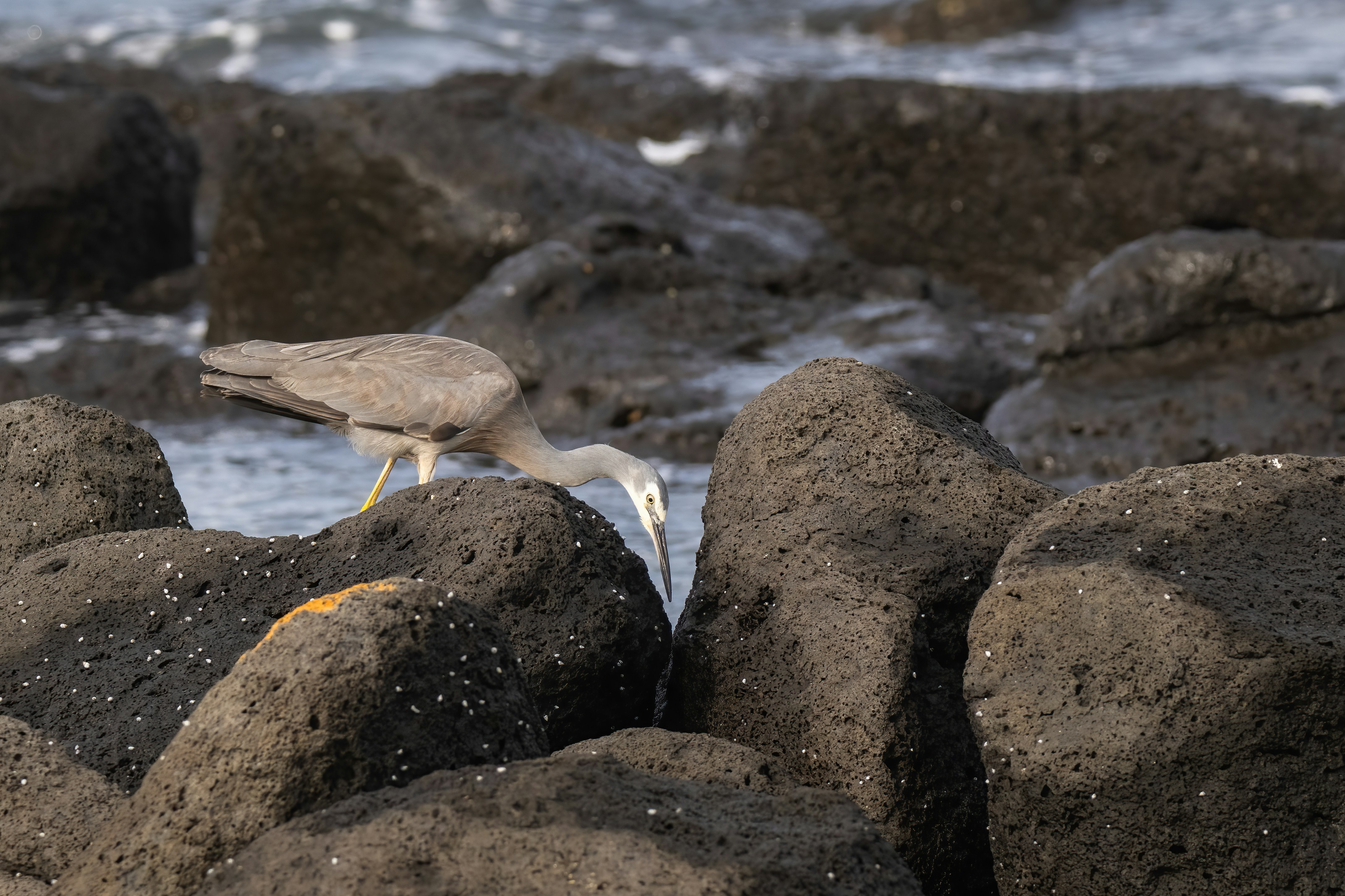 White-faced heron looking for dinner, Victoria, Australia
