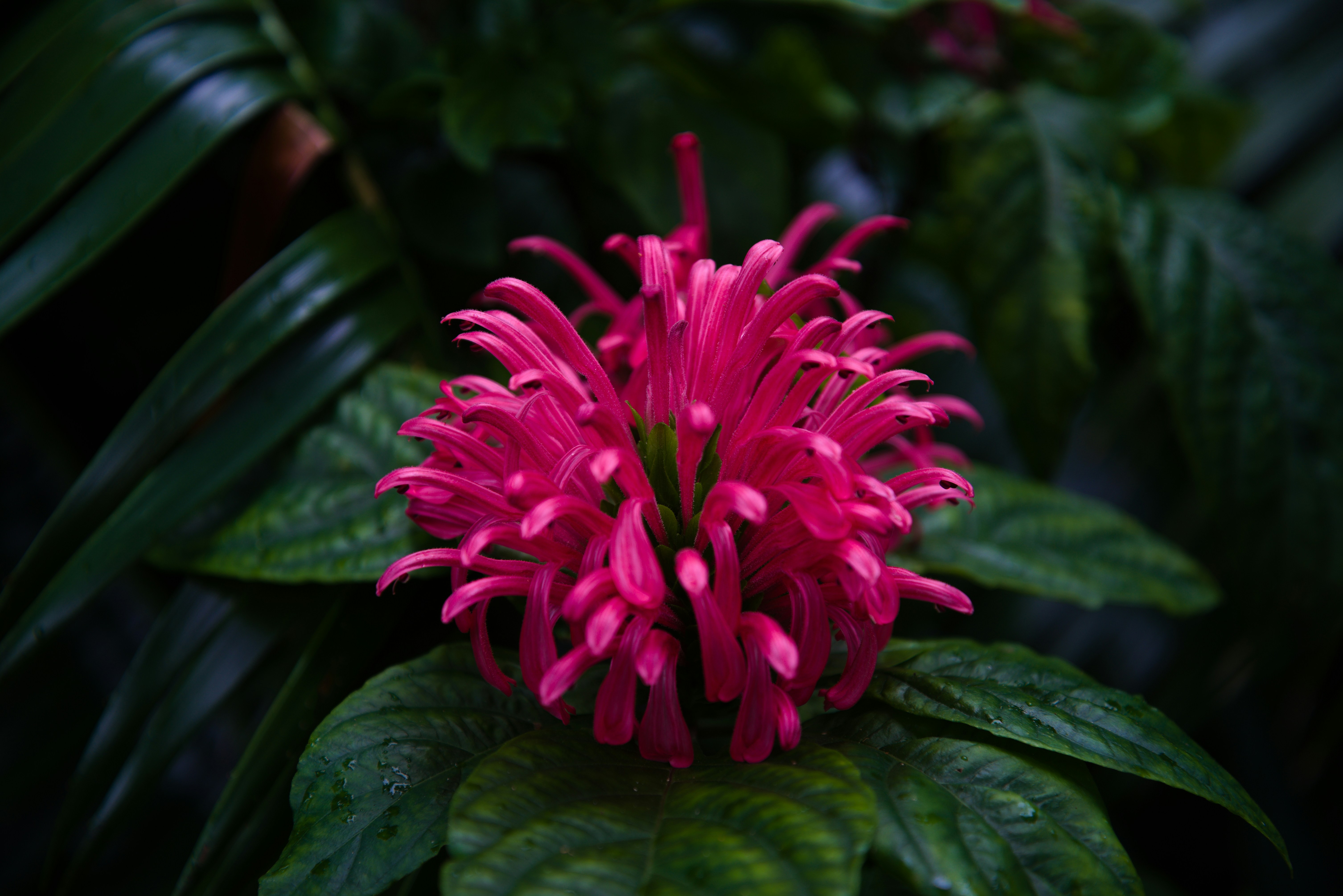 Magenta Bloom: a Focused Moment in Dark Foliage