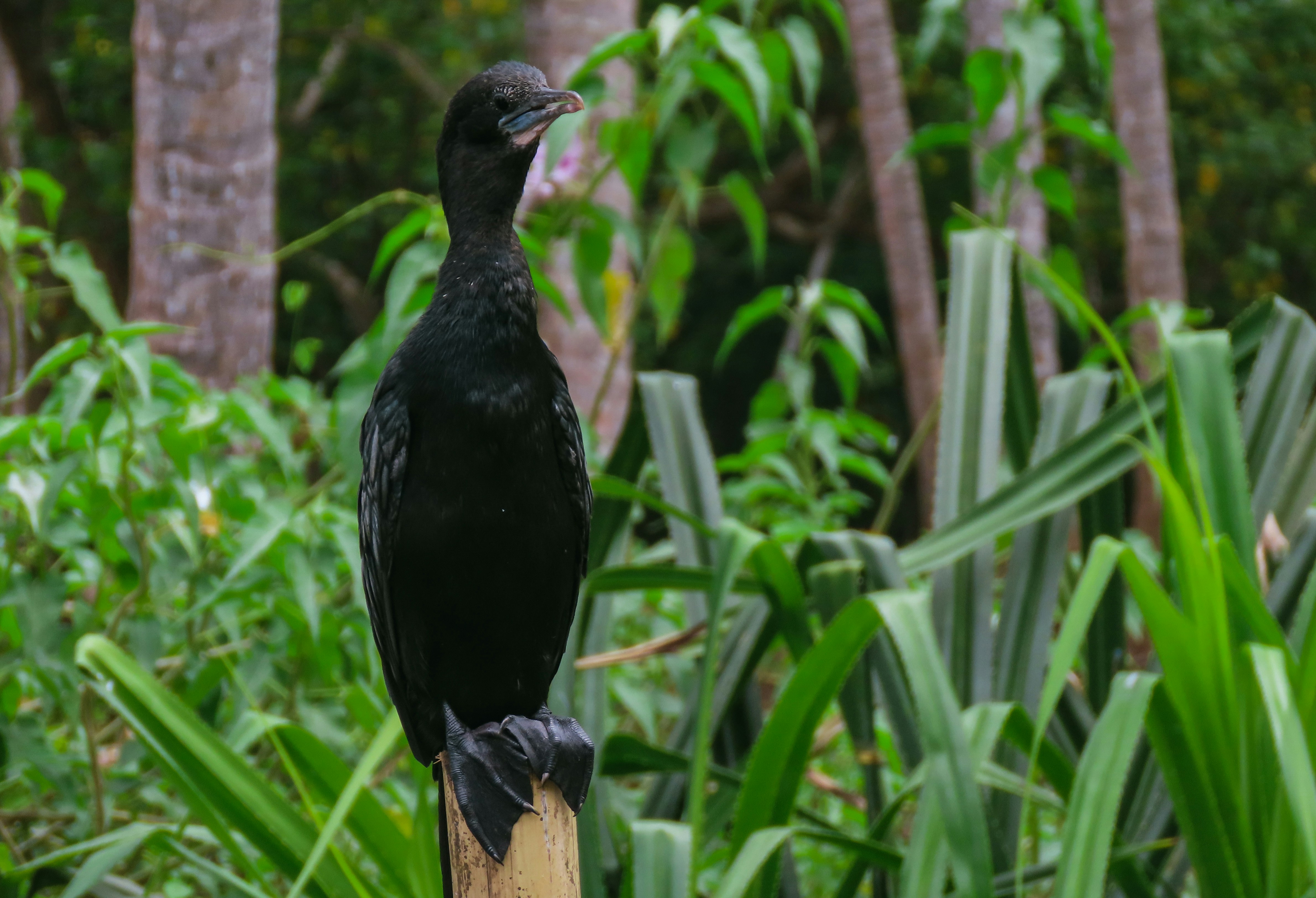 Cormorant on a Weathered Post: A Quiet Moment in Jungle Greens